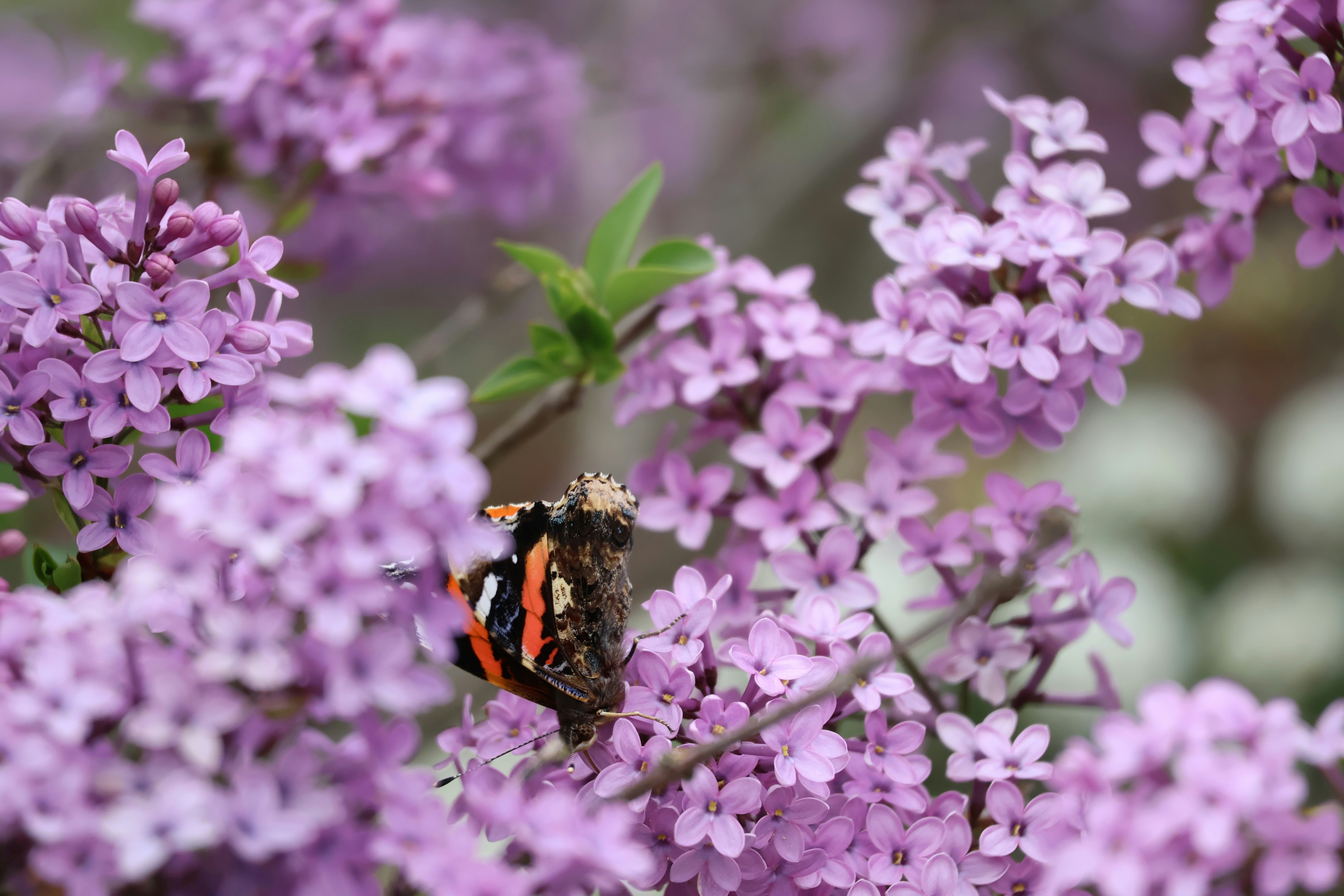 Scarlet-and-Black Wings on Violet Bloom