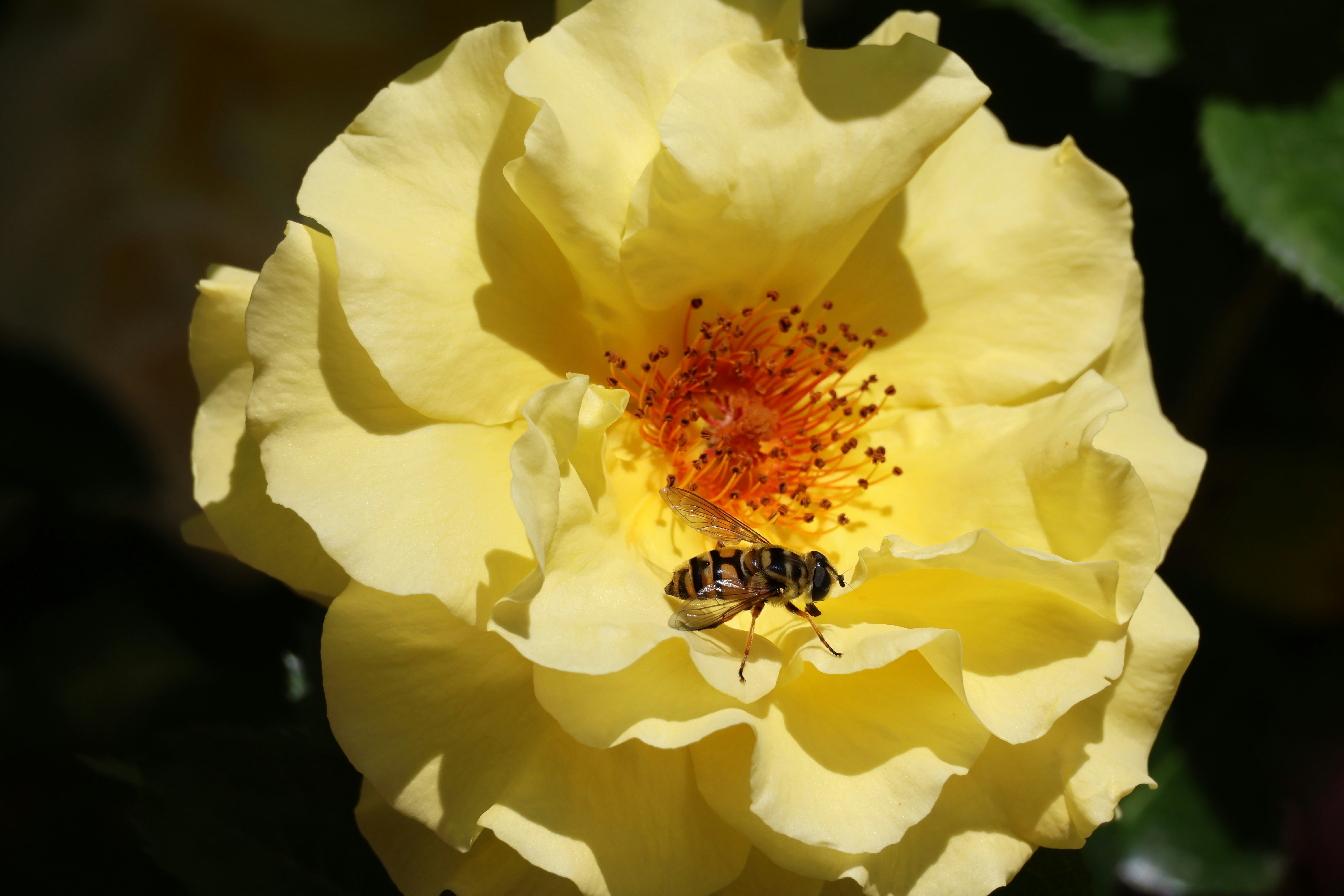 Honeybee in Yellow Rose: Micro-Detail on the Bloom's Velvet Core