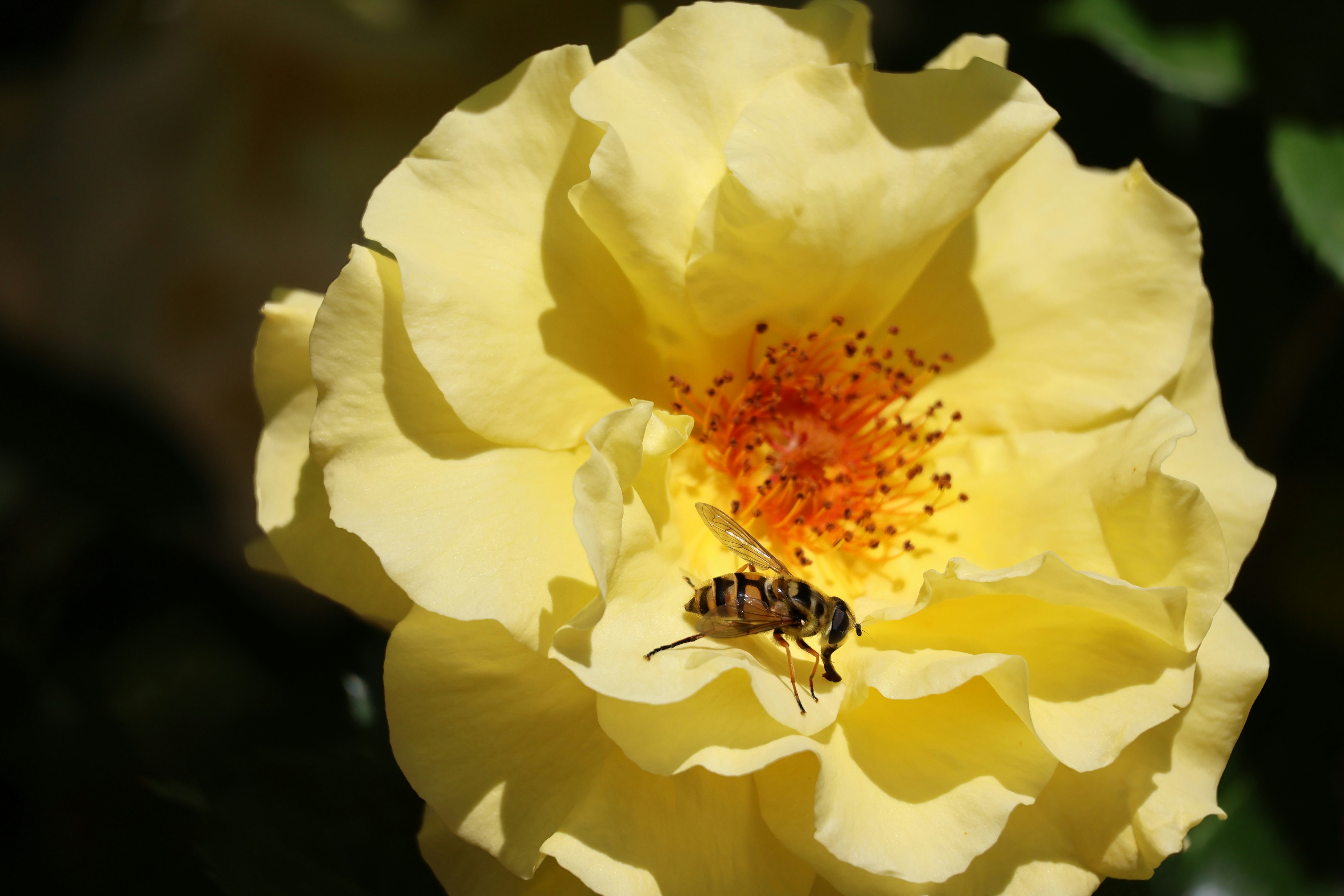 Honeycomb Bloom: A Bee Drifts Across a Sunlit Yellow Rose
