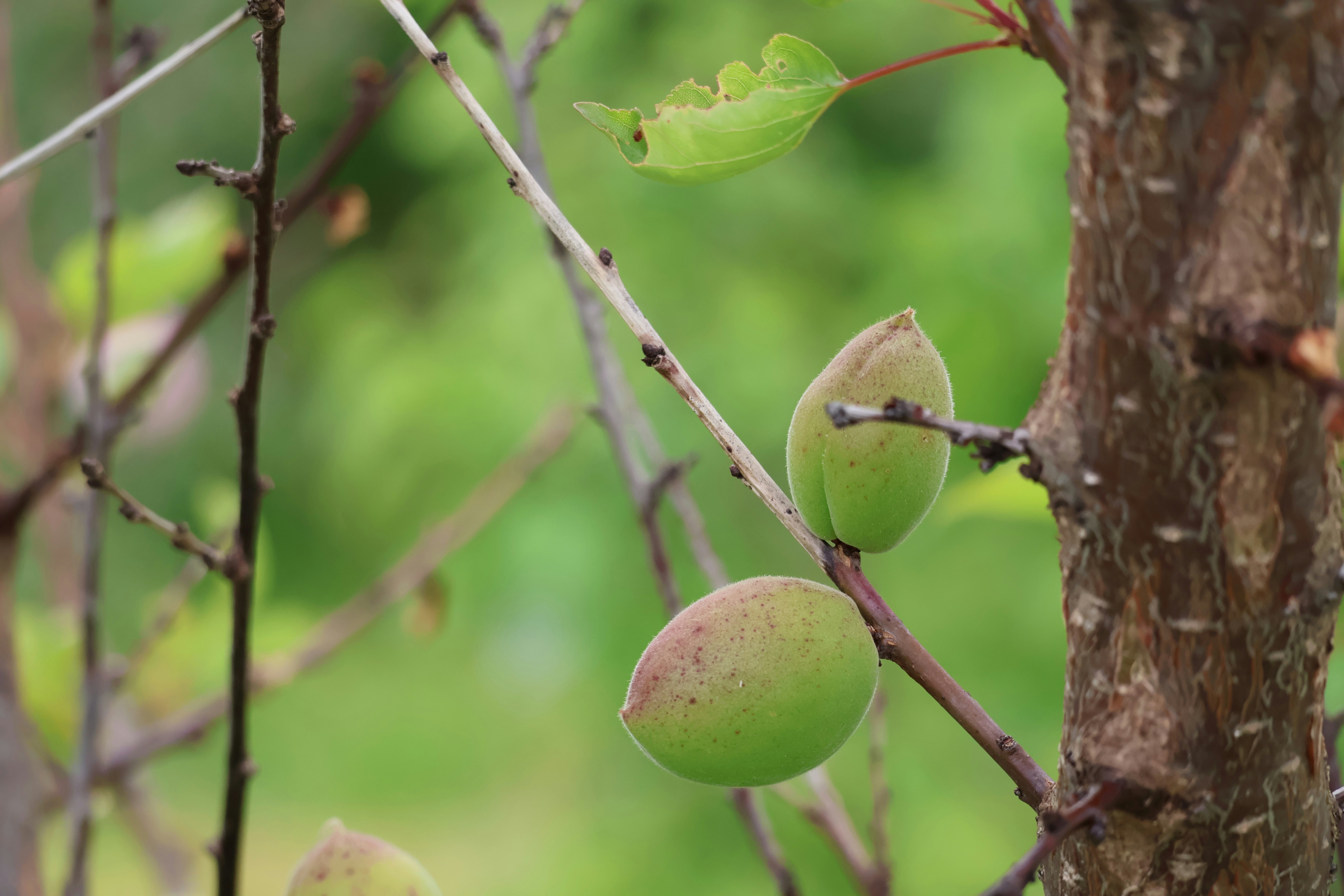 Green Fruit on a Branch: Quiet Orchard Moment