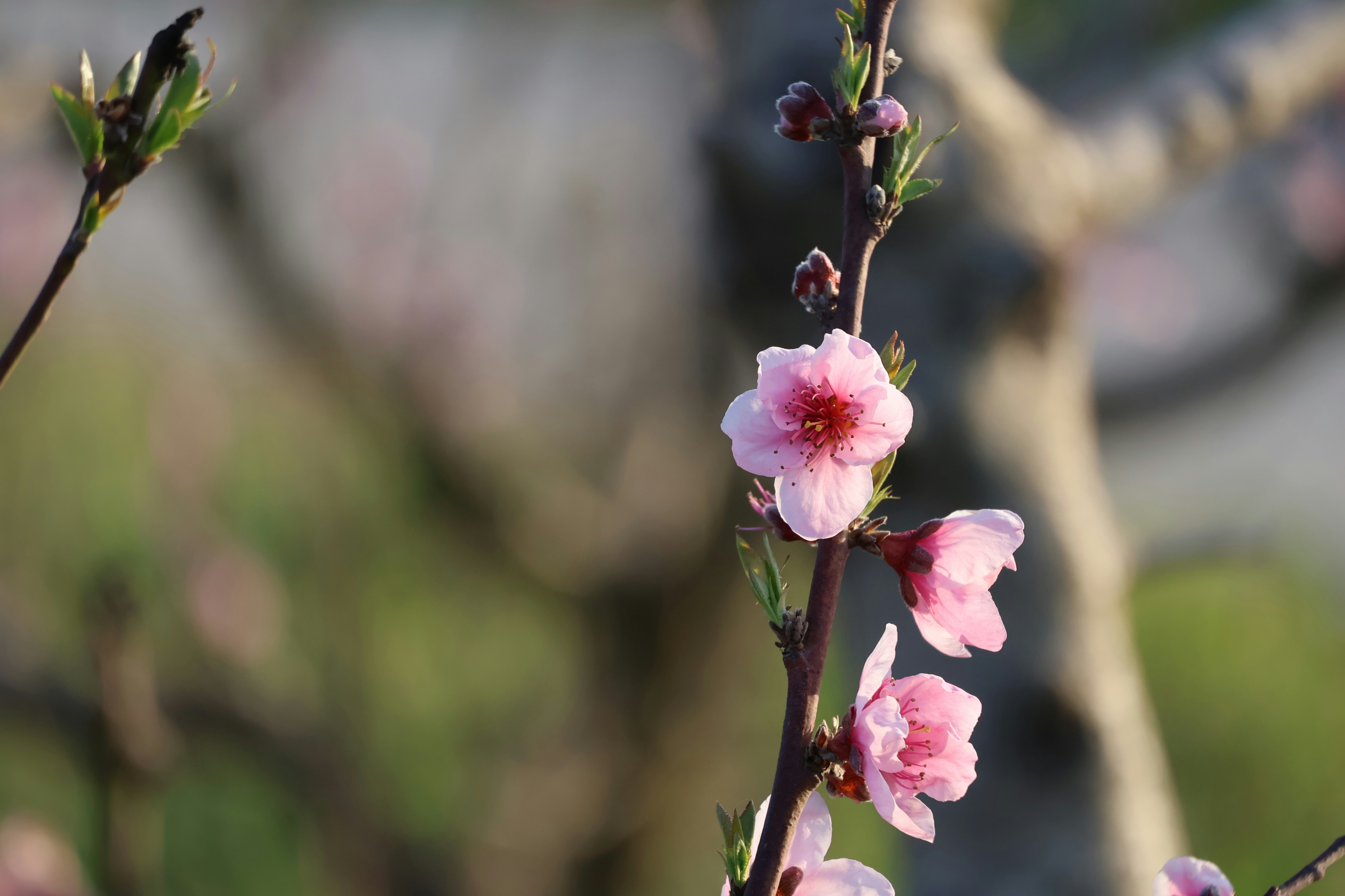 Blooming Pink on a Gentle Branch