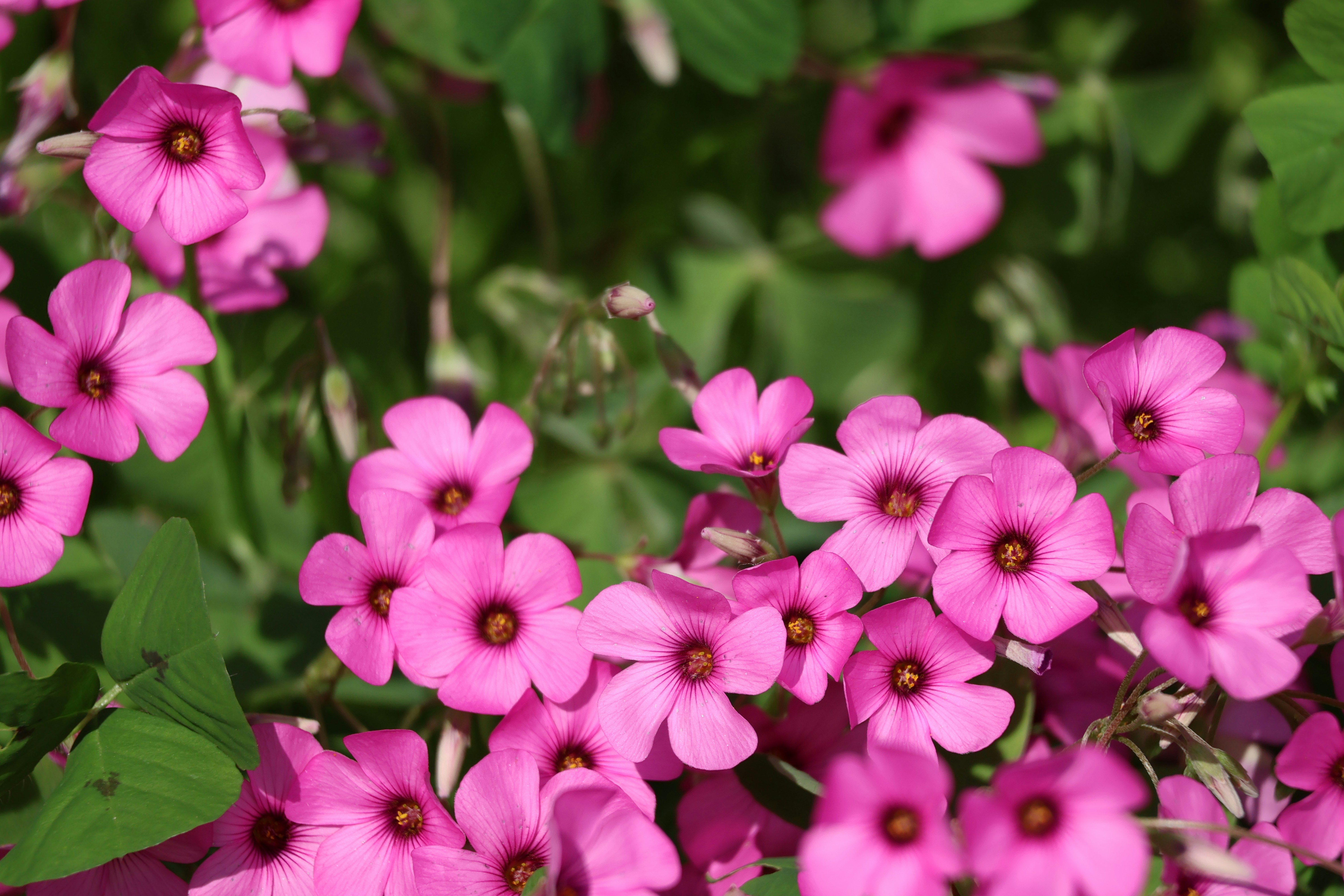 Carousel of Pink Petals: A Close-Up Burst of Garden Color