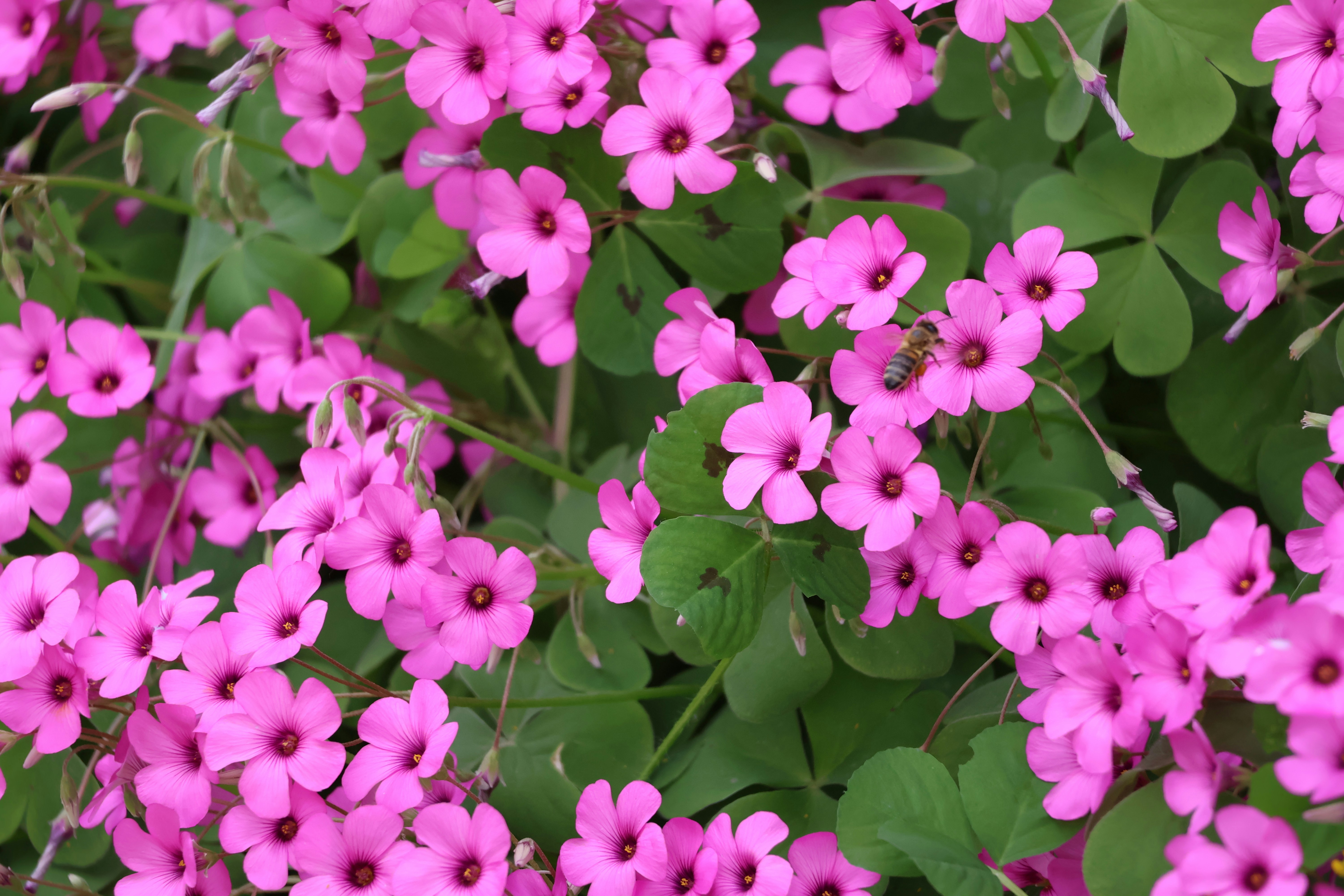 Petaled Fireworks: Pink Phlox Blanket