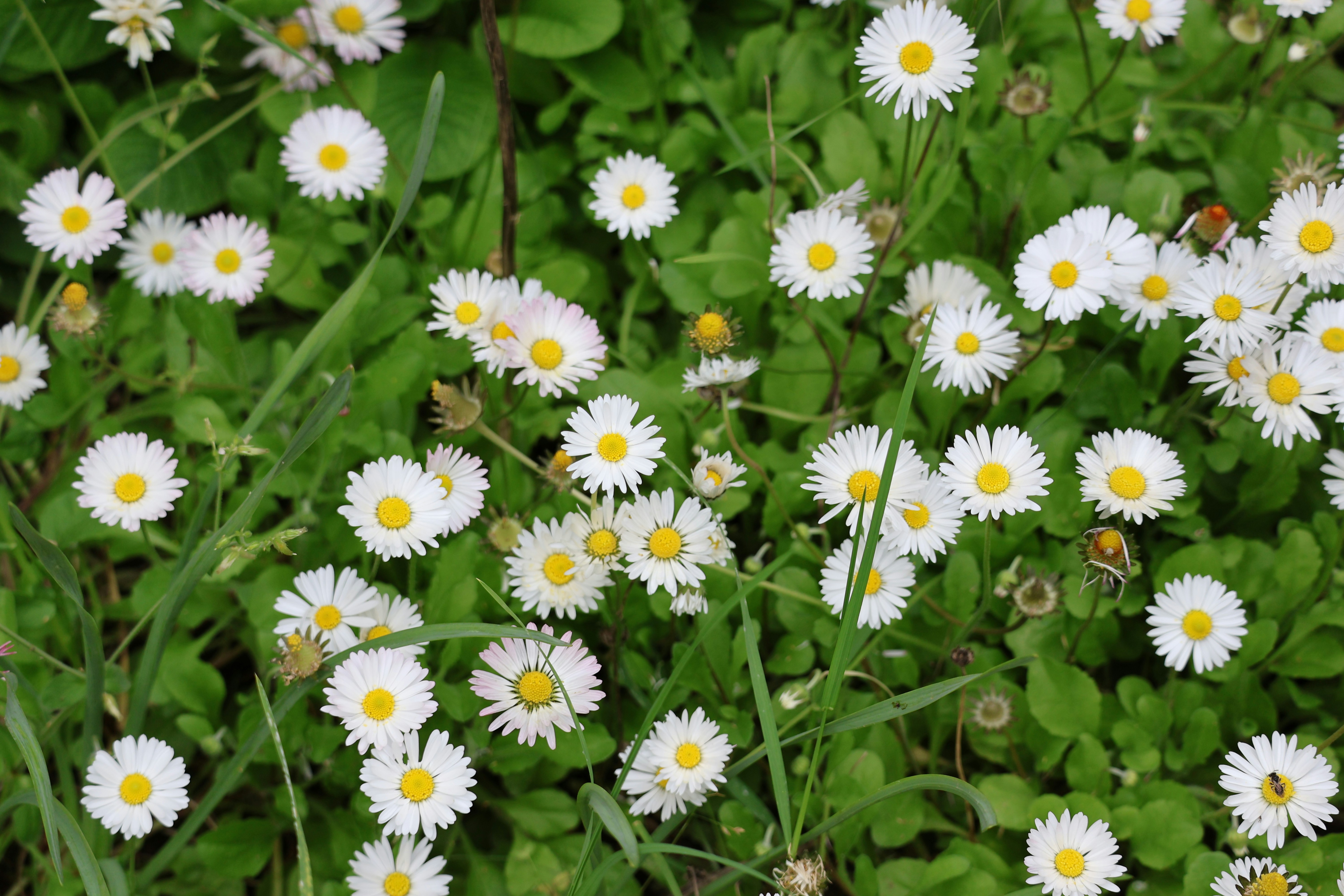 Whimsical Field of Daisies under Soft Sun