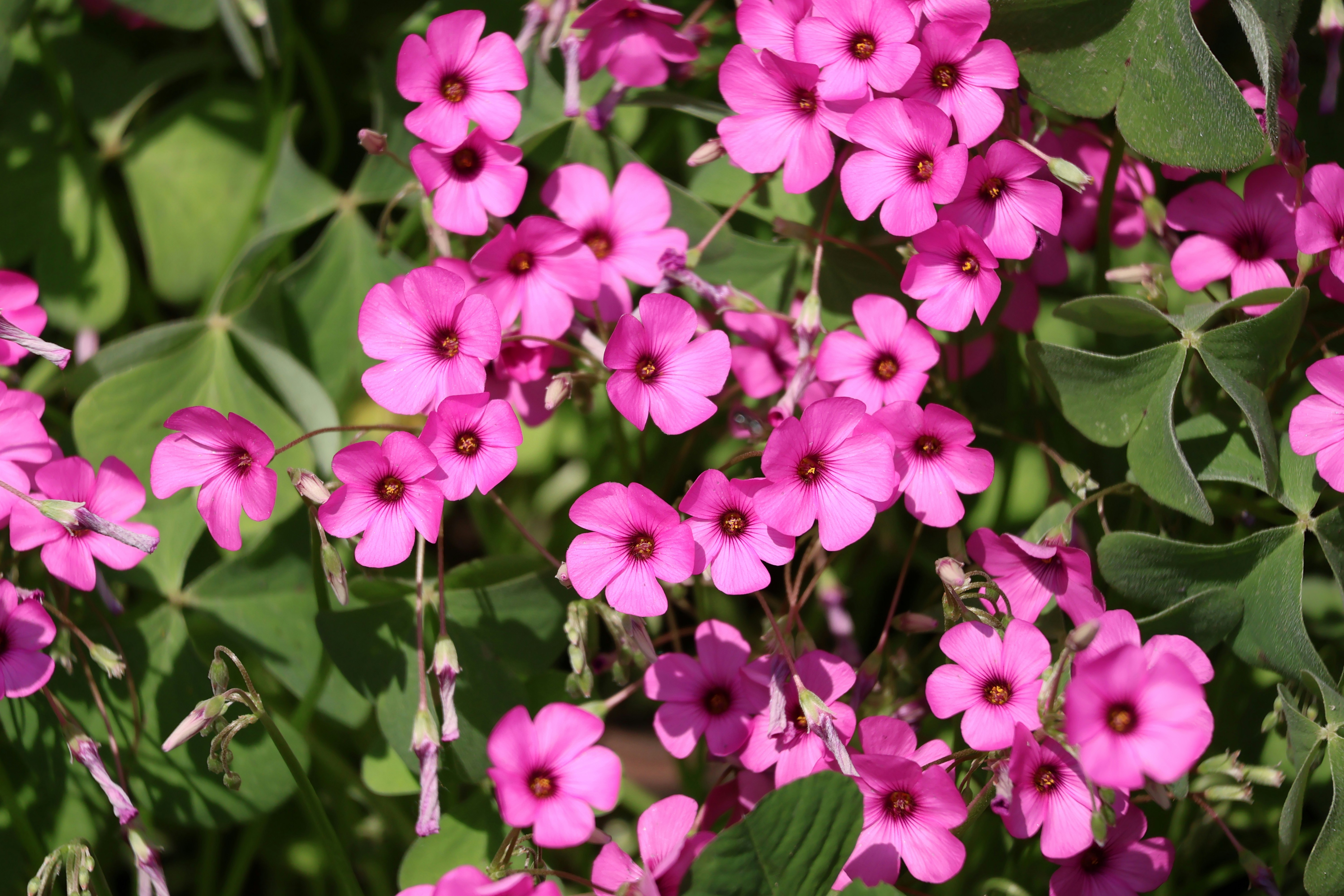 Vivid Pink Petals: A Cluster of Zinnias in Sunlit Greenery