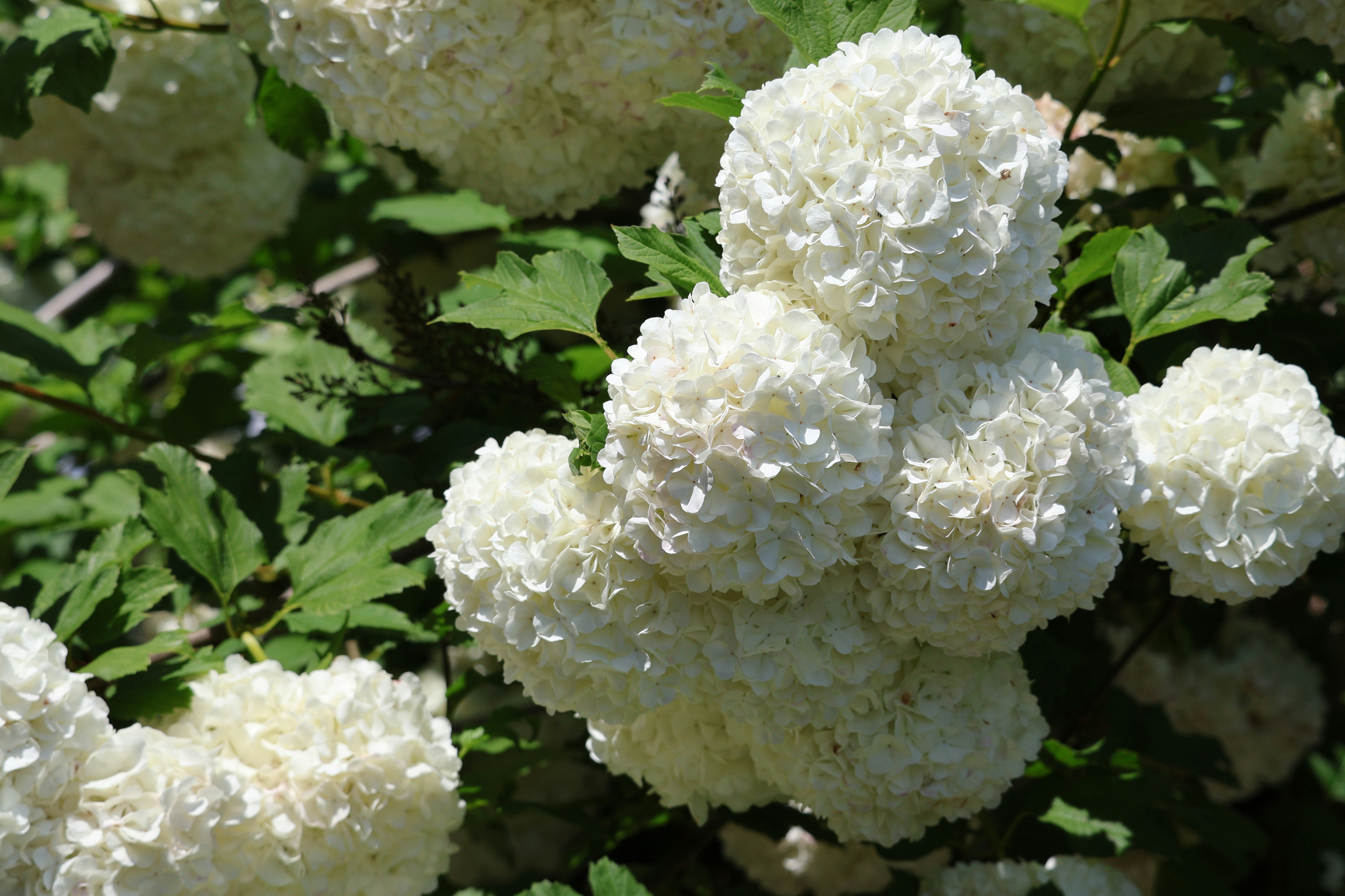 Clustered Ivory Delights: Hydrangea Blossoms in Summer Light