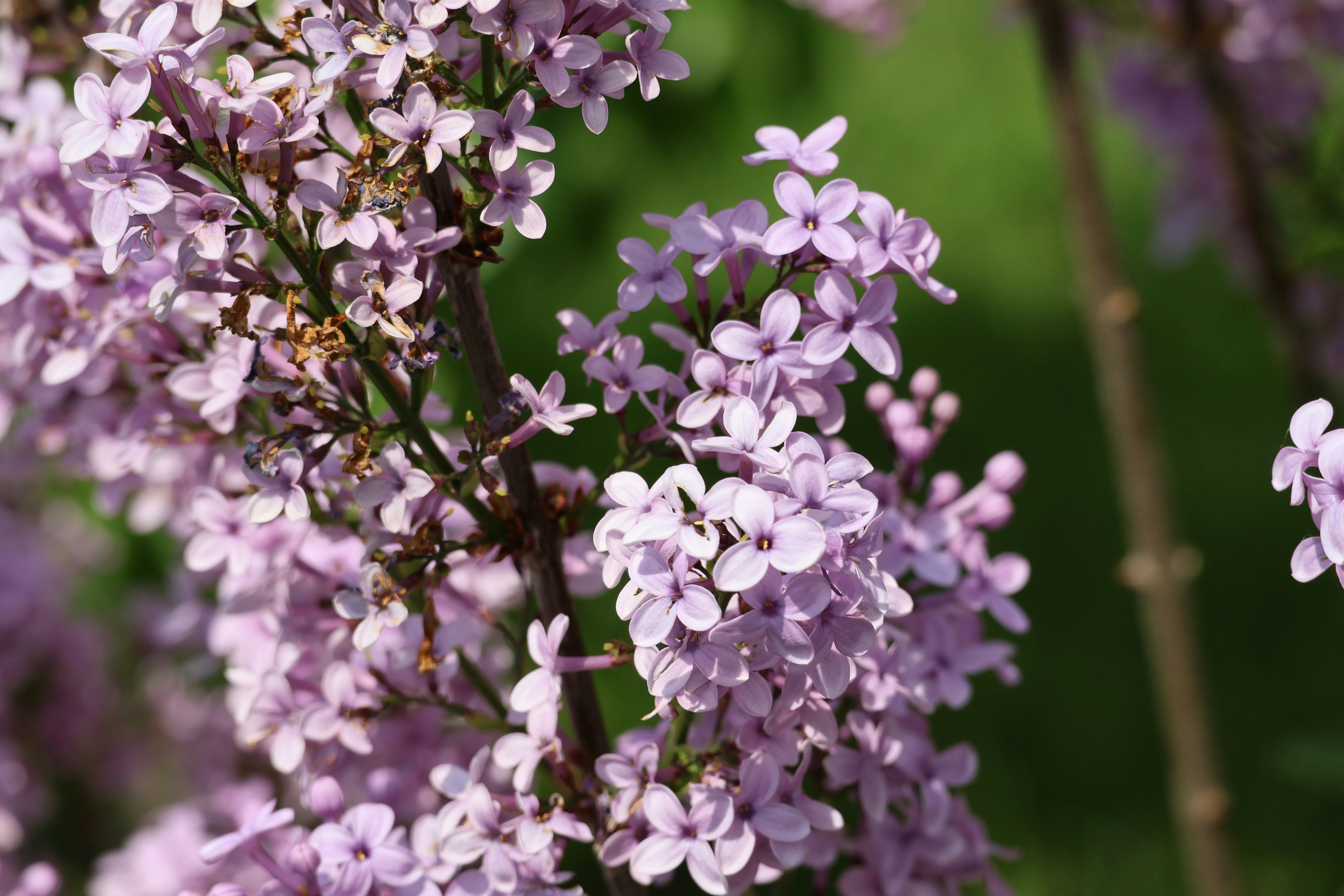 Lavender Cascade: Close-up of Lilac Blossoms in Sunlit Greens