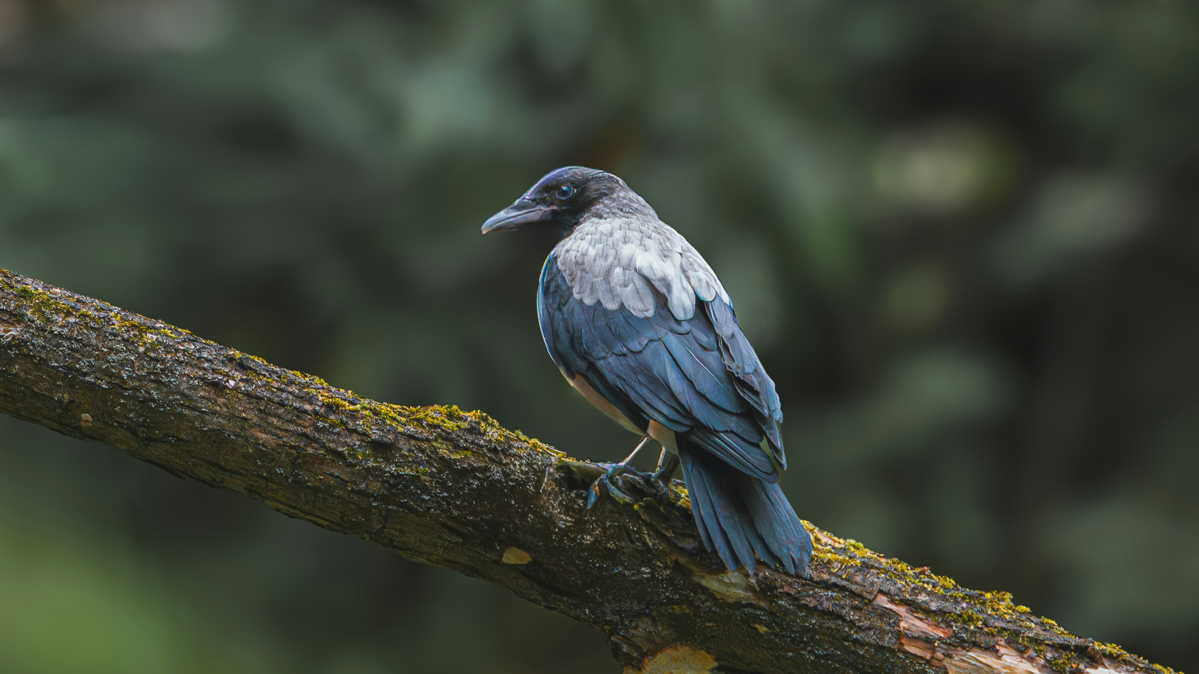 Hooded crow perches on a mossy tree branch.