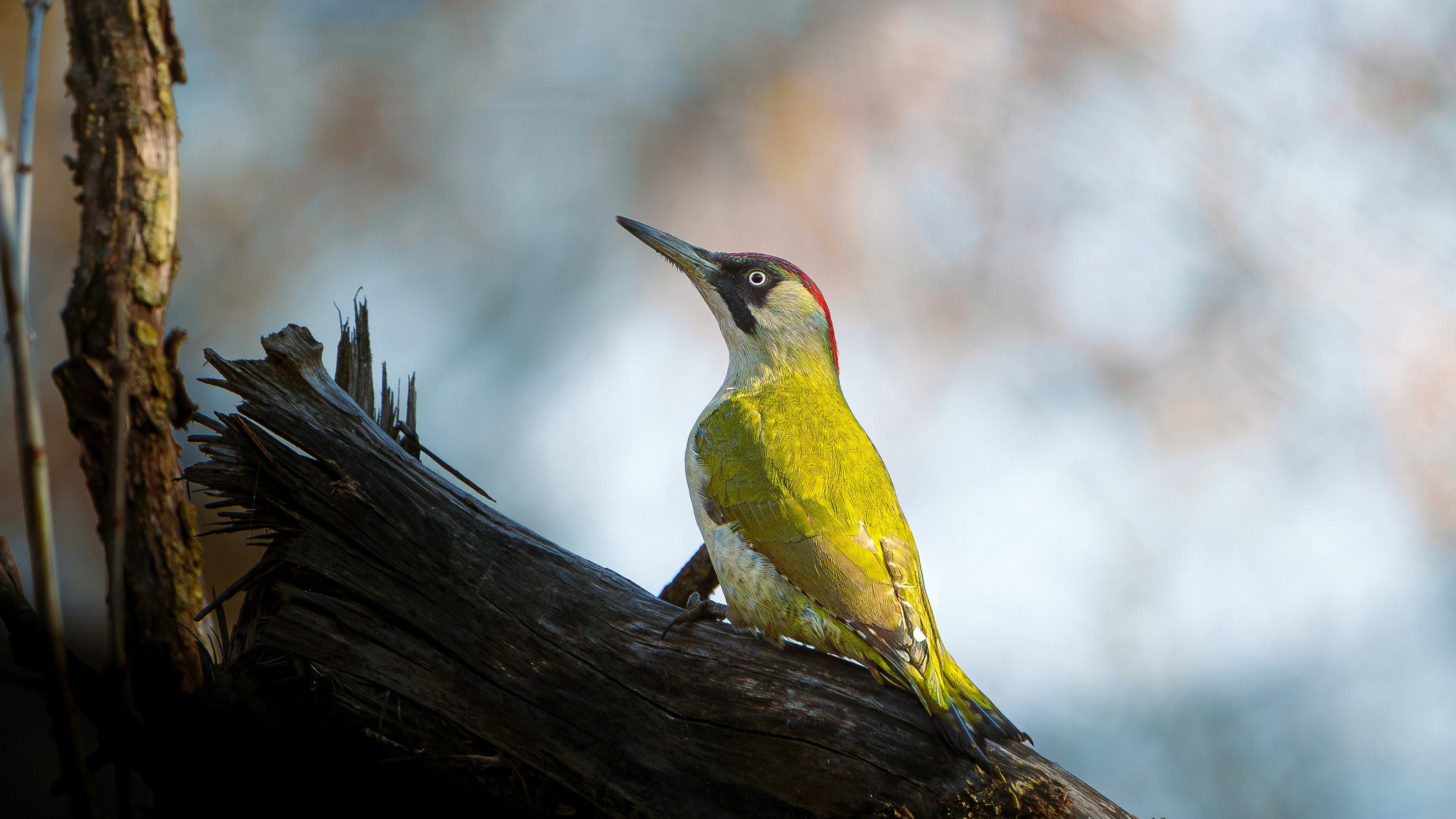 Yellow-Throated Perch: A Curious Warbler on Weathered Wood