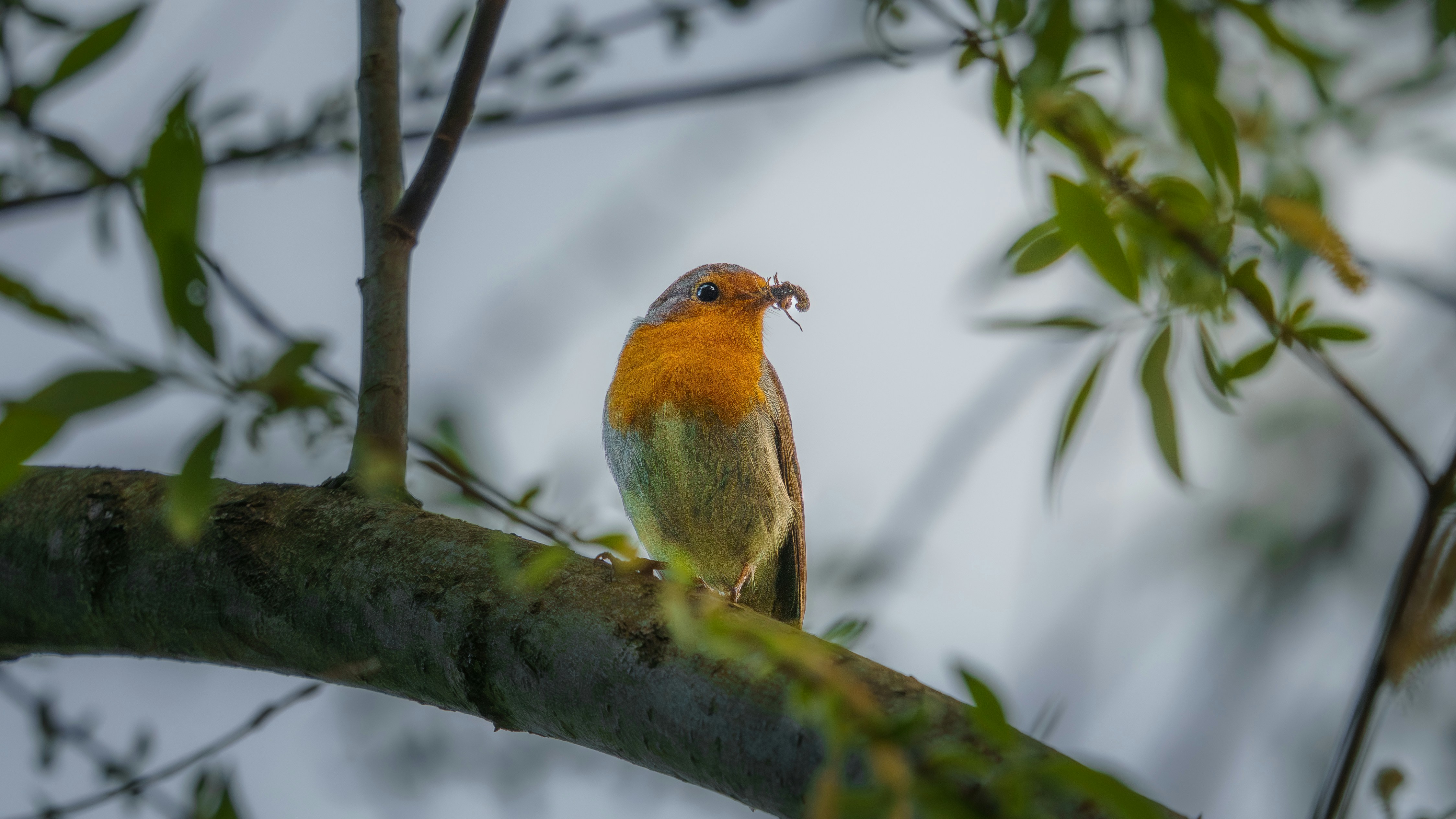 Robin on a Mossy Branch: A Moment of Orchard Light