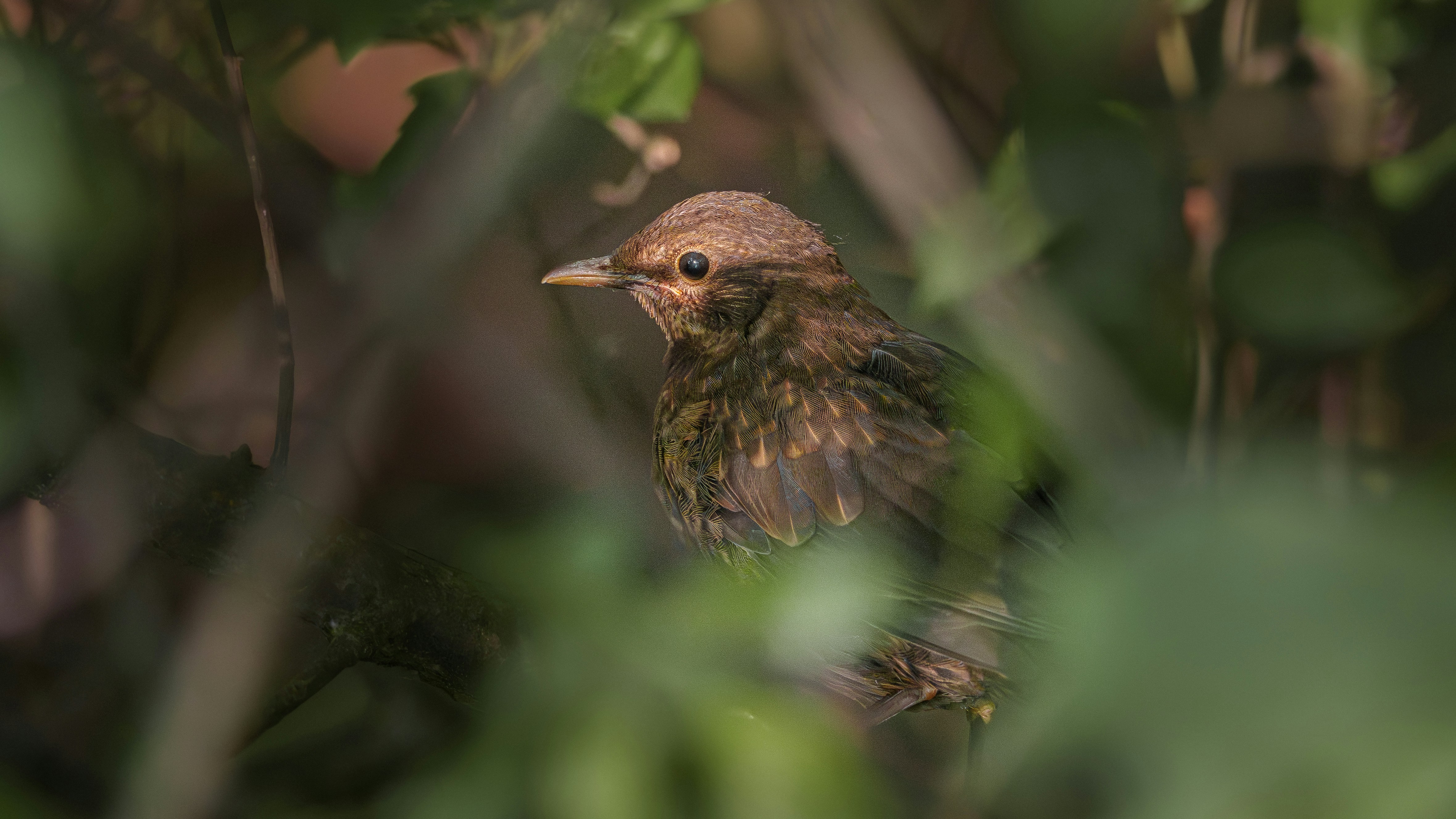 Hidden Corner Warbler: Portrait in Dappled Understory