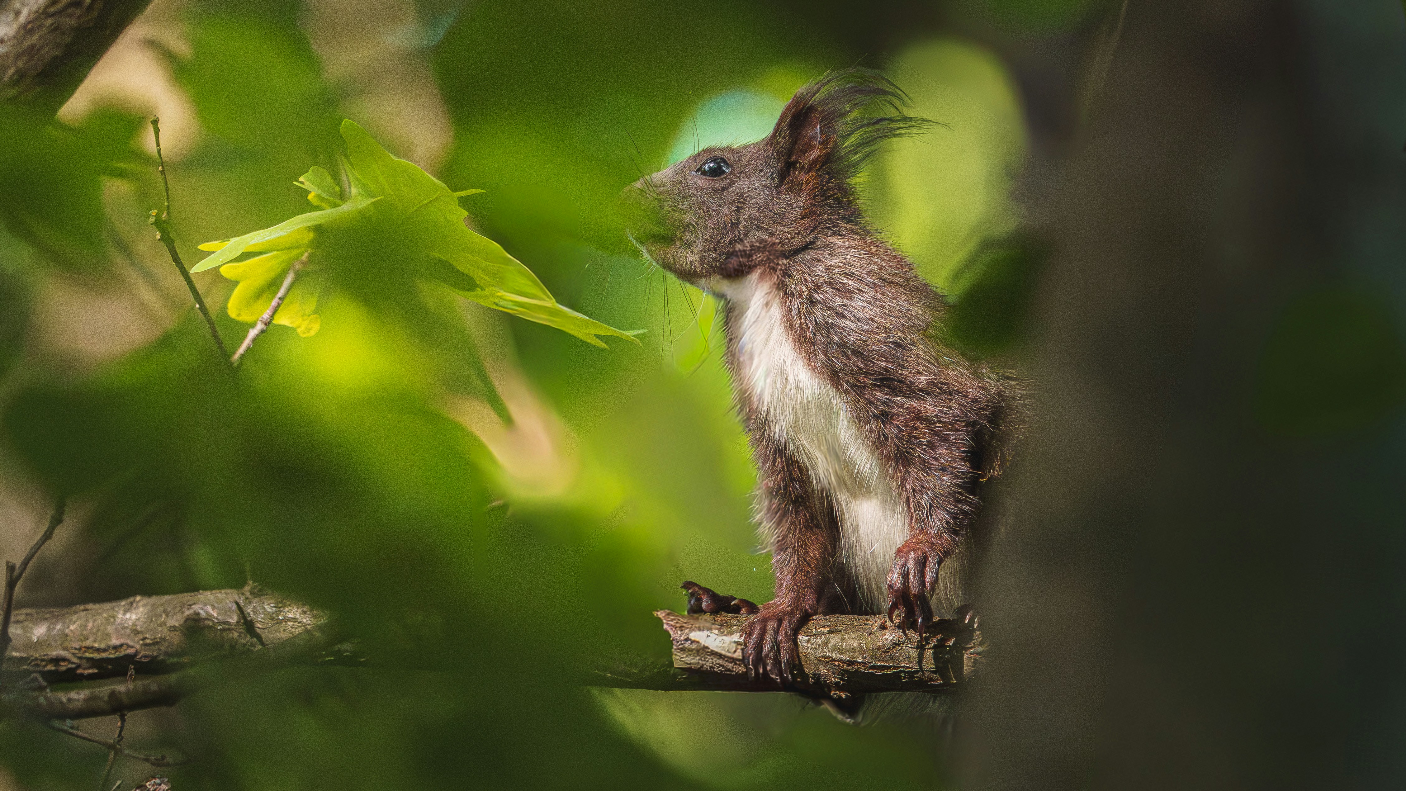 Energetic Squirrel Perched on a Sunlit Branch