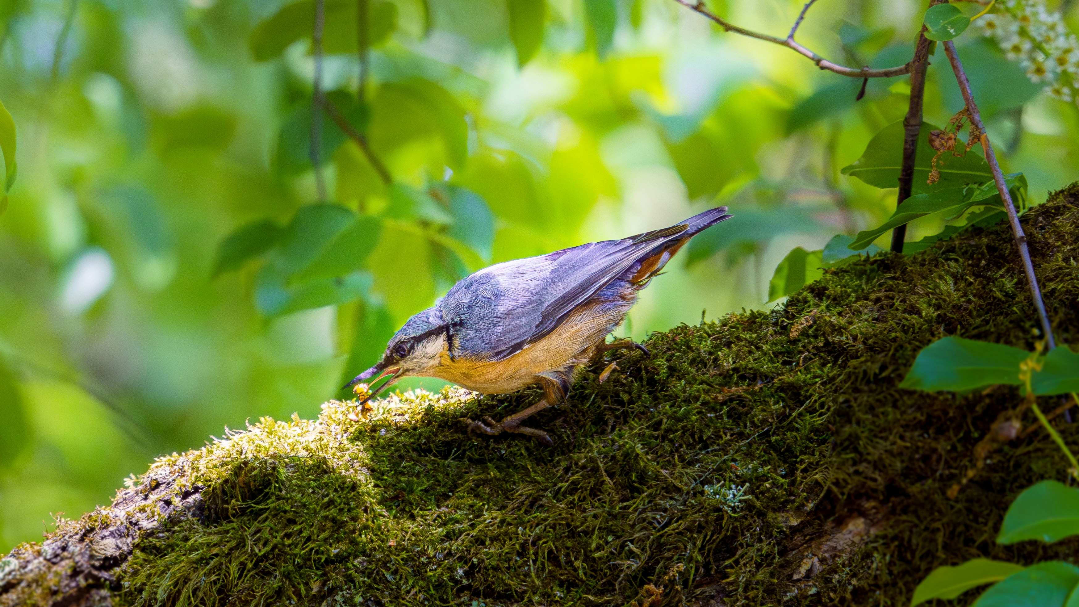 Mossy Branch Watcher: A Woodland Kinglet in Dappled Light