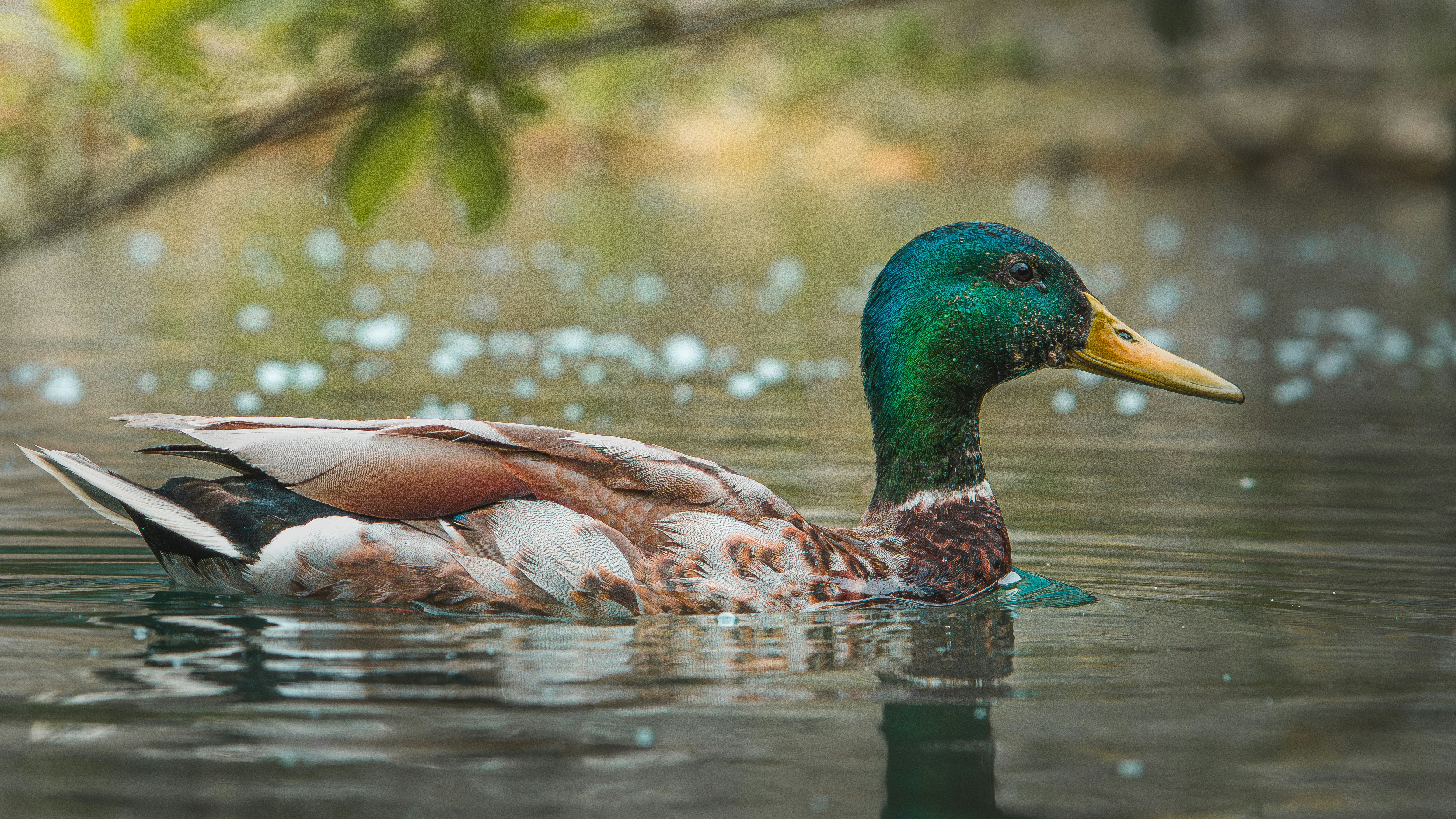 A male mallard duck swims in a calm pond.