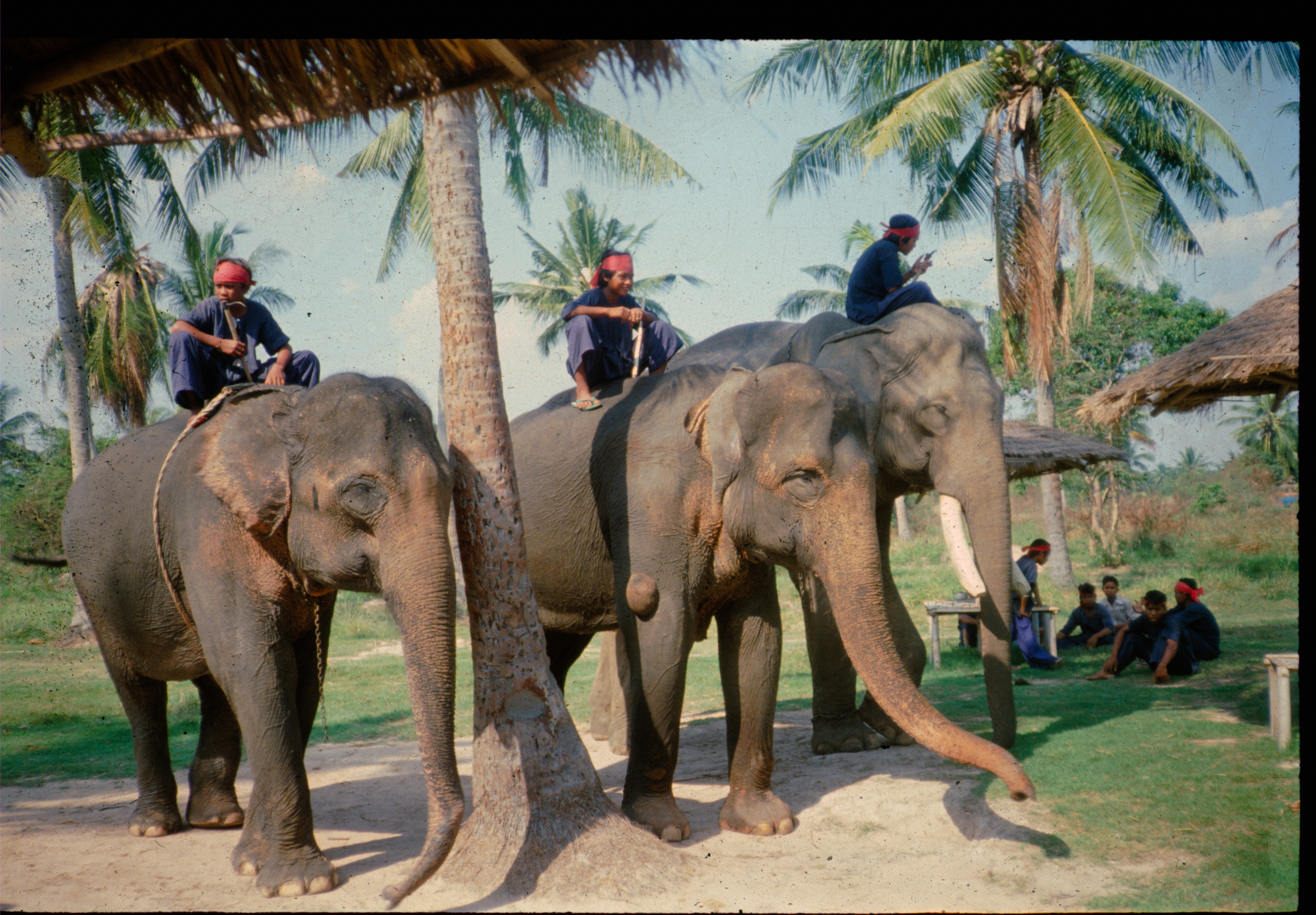 Three Elephant Companions under Palms: A Tranquil Trek