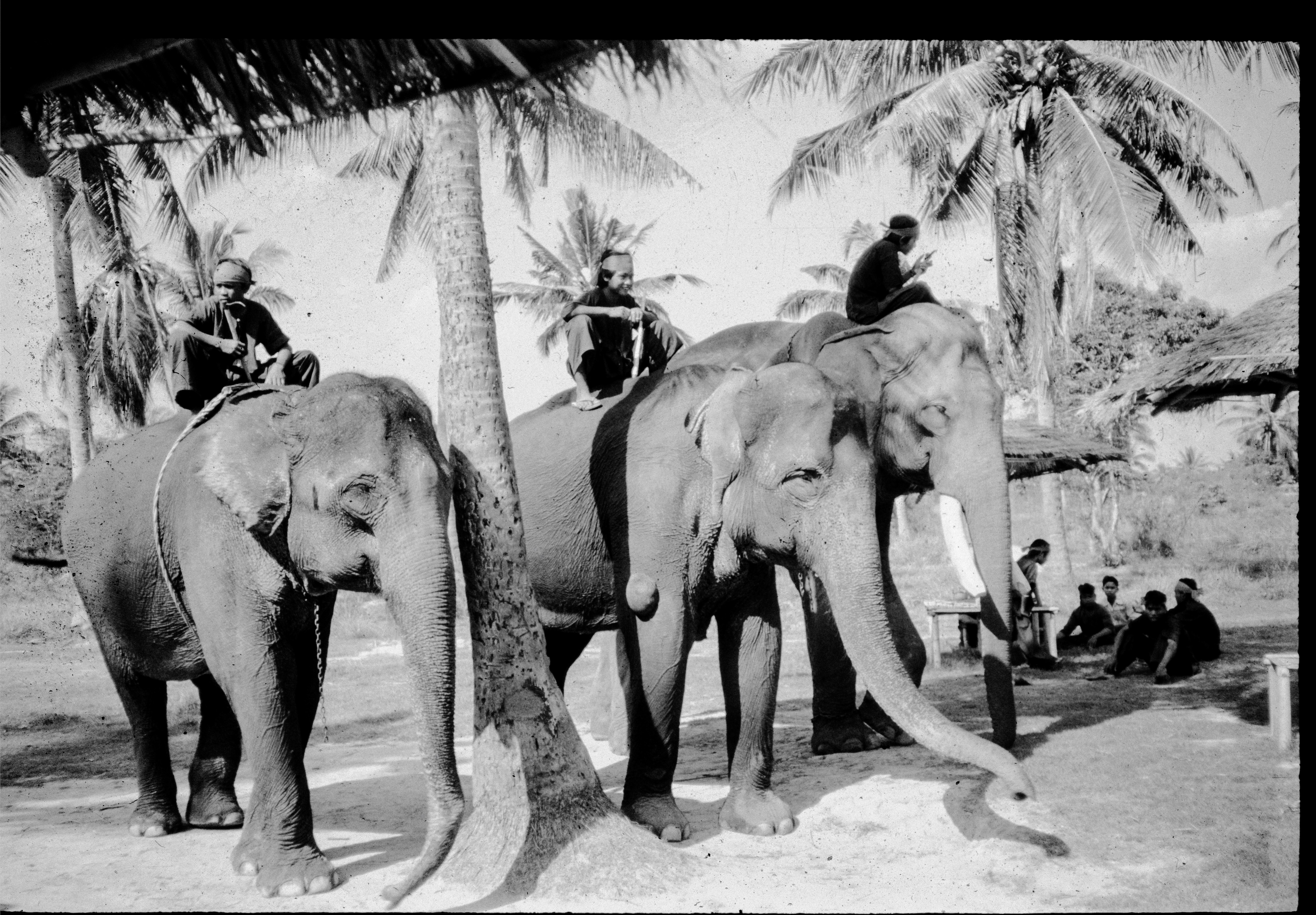 Three Elephants and Riders under Coconut Palms