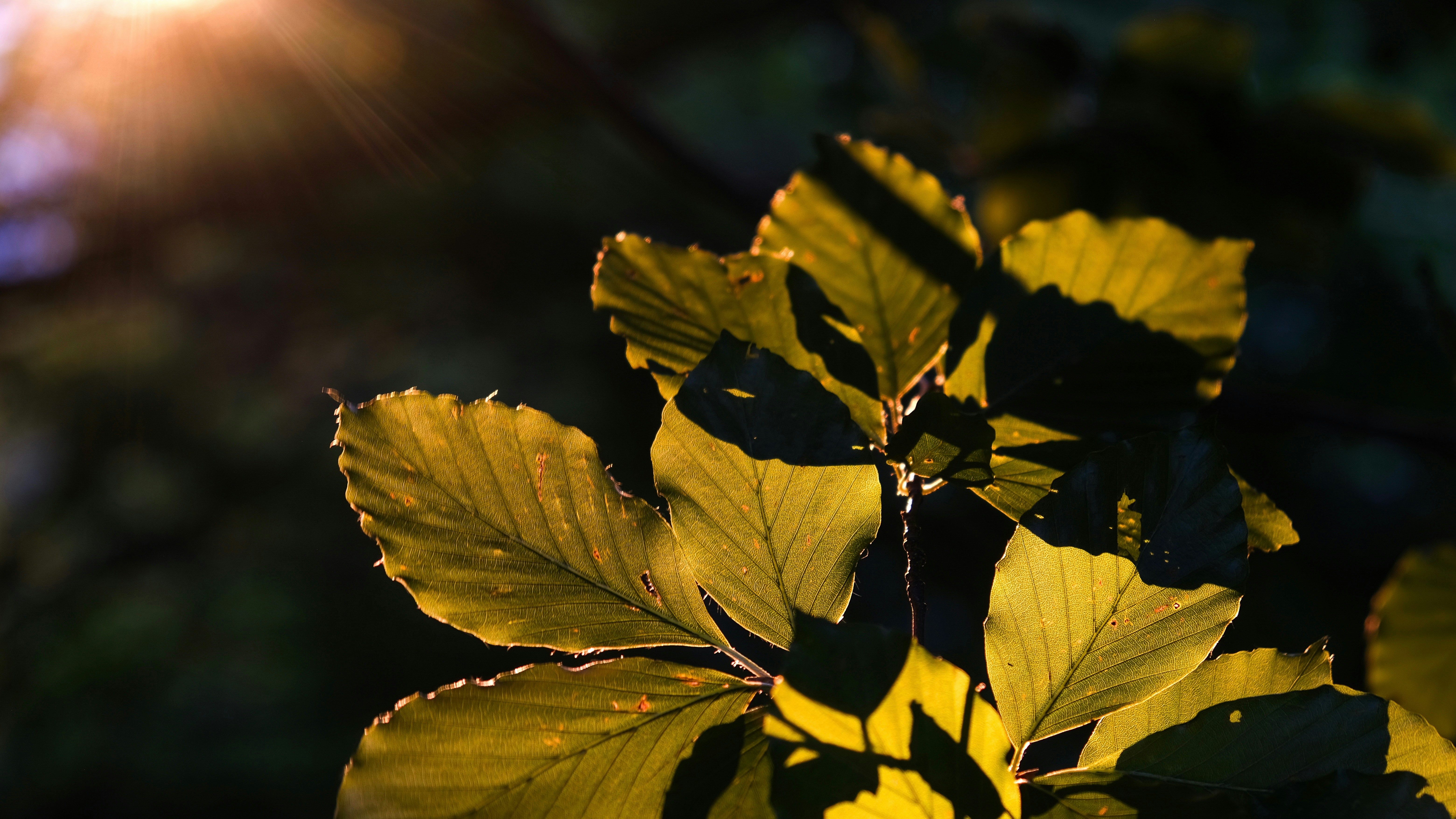 Golden Backlit Leaves Catch the Evening Glow