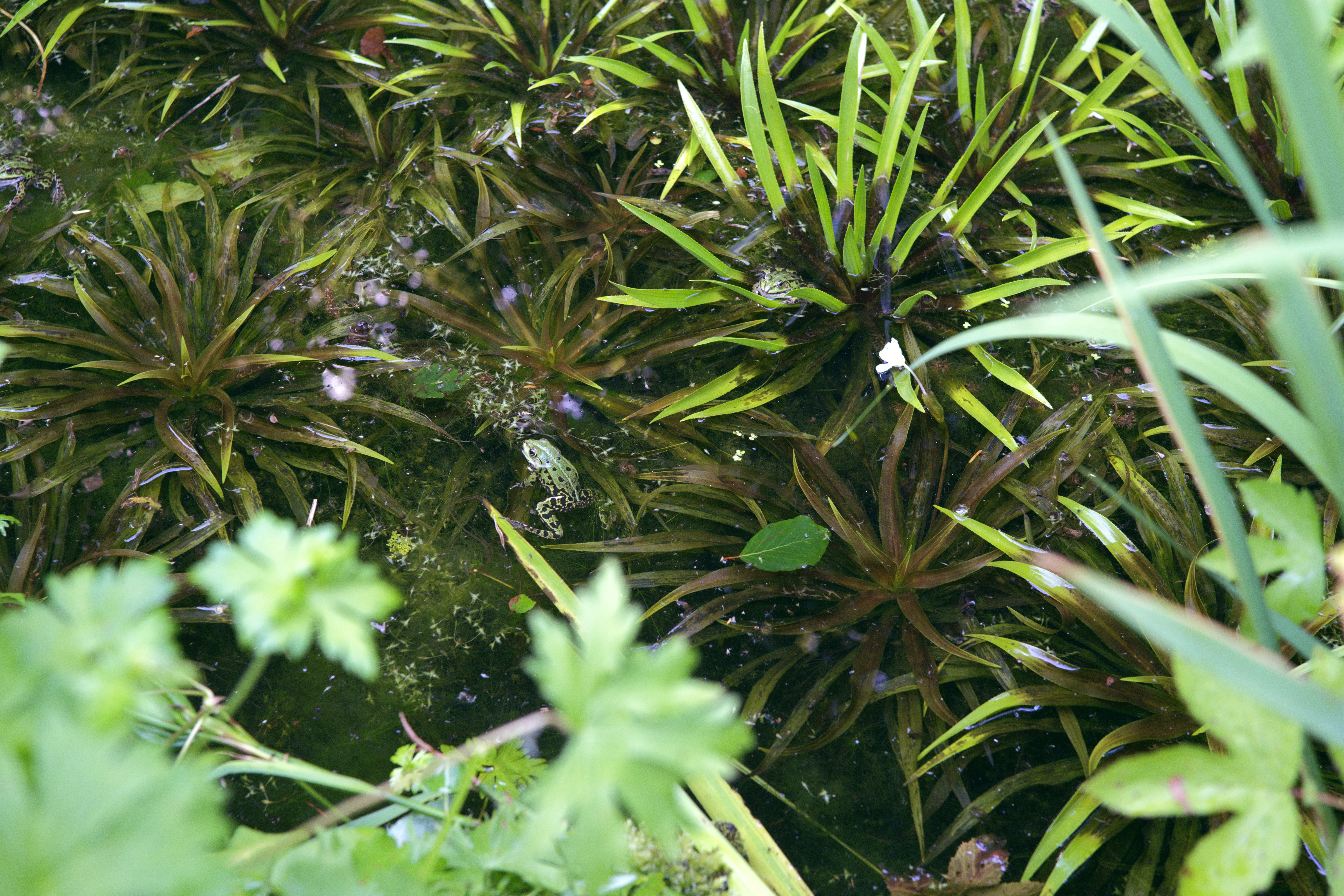 Hidden Waterworld: Submerged Vines and Mossy Fronds in a Quiet Pool