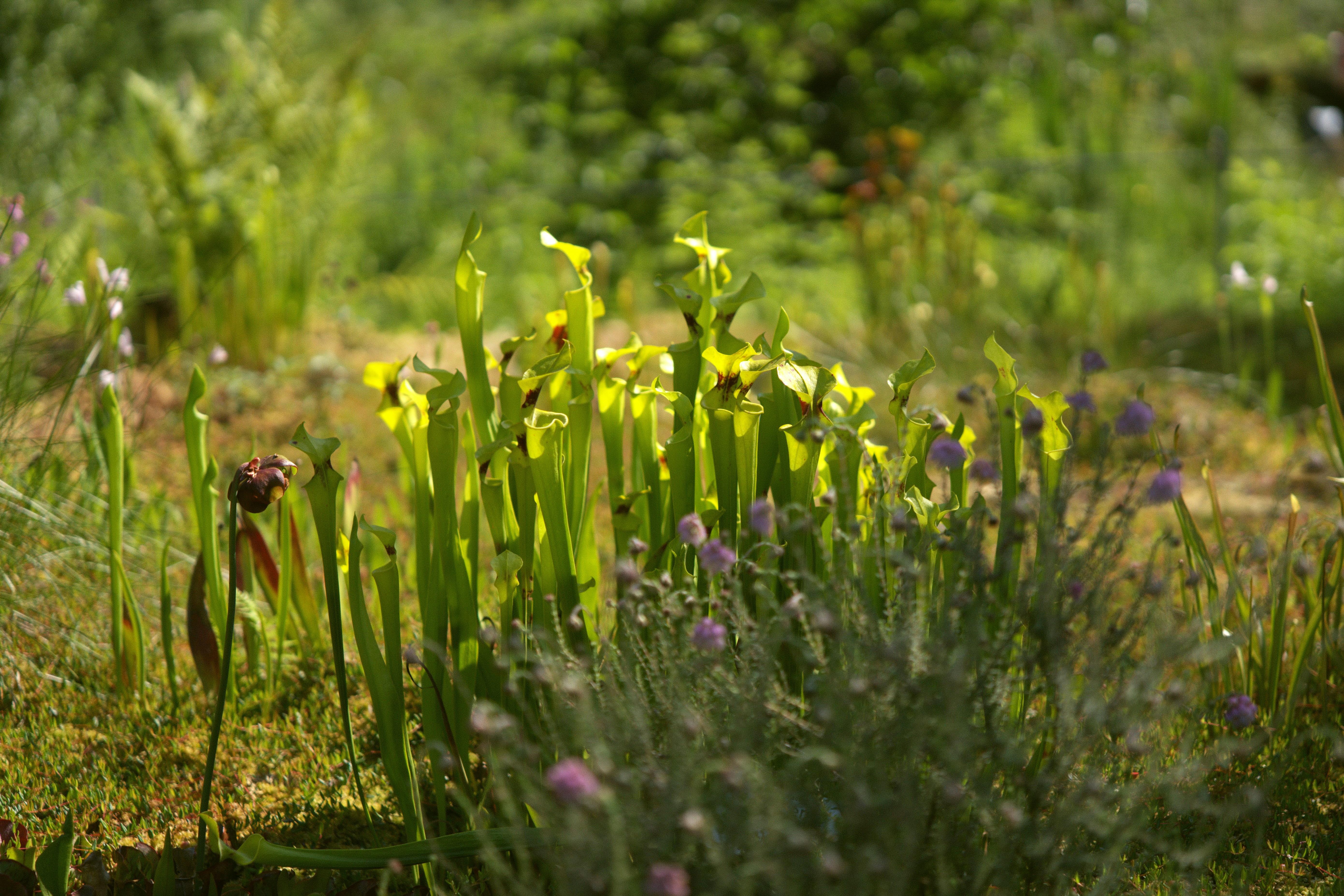Sunlit Iris Border: A Quiet Garden Patch in Bloom