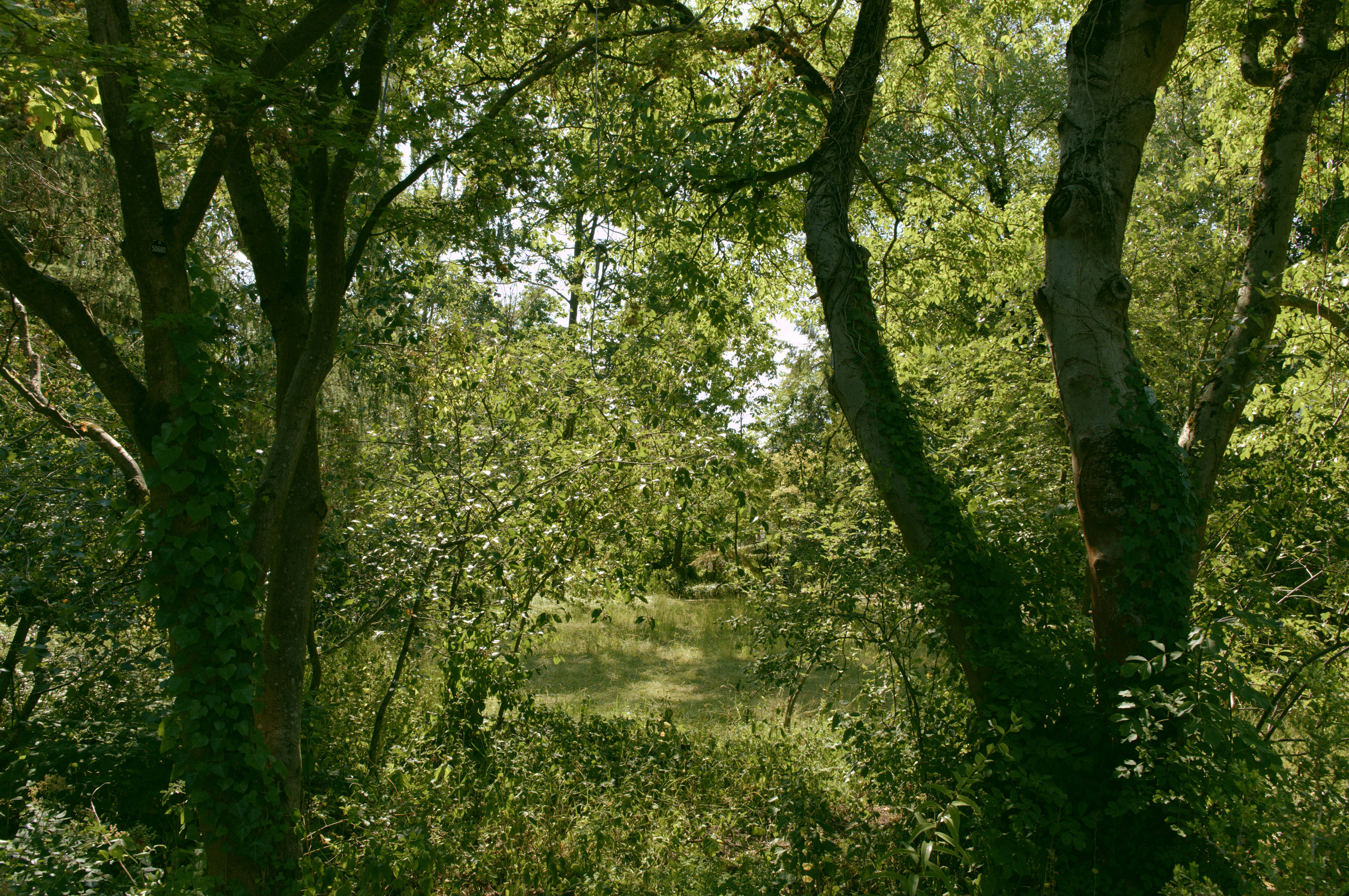 Hidden Clearing Beyond the Forest Veil