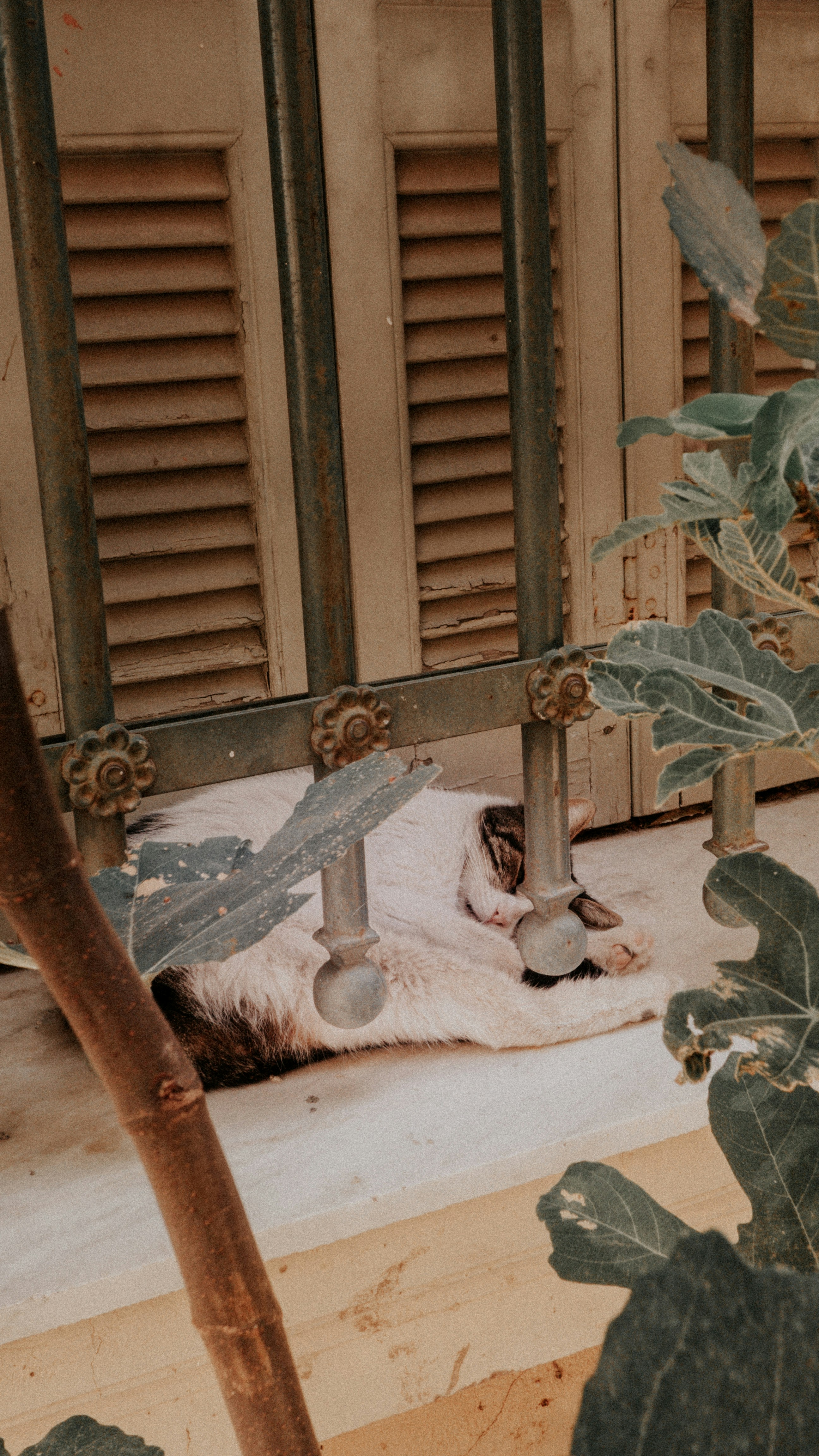 Hidden Cat Beneath Rustic Balcony Bars