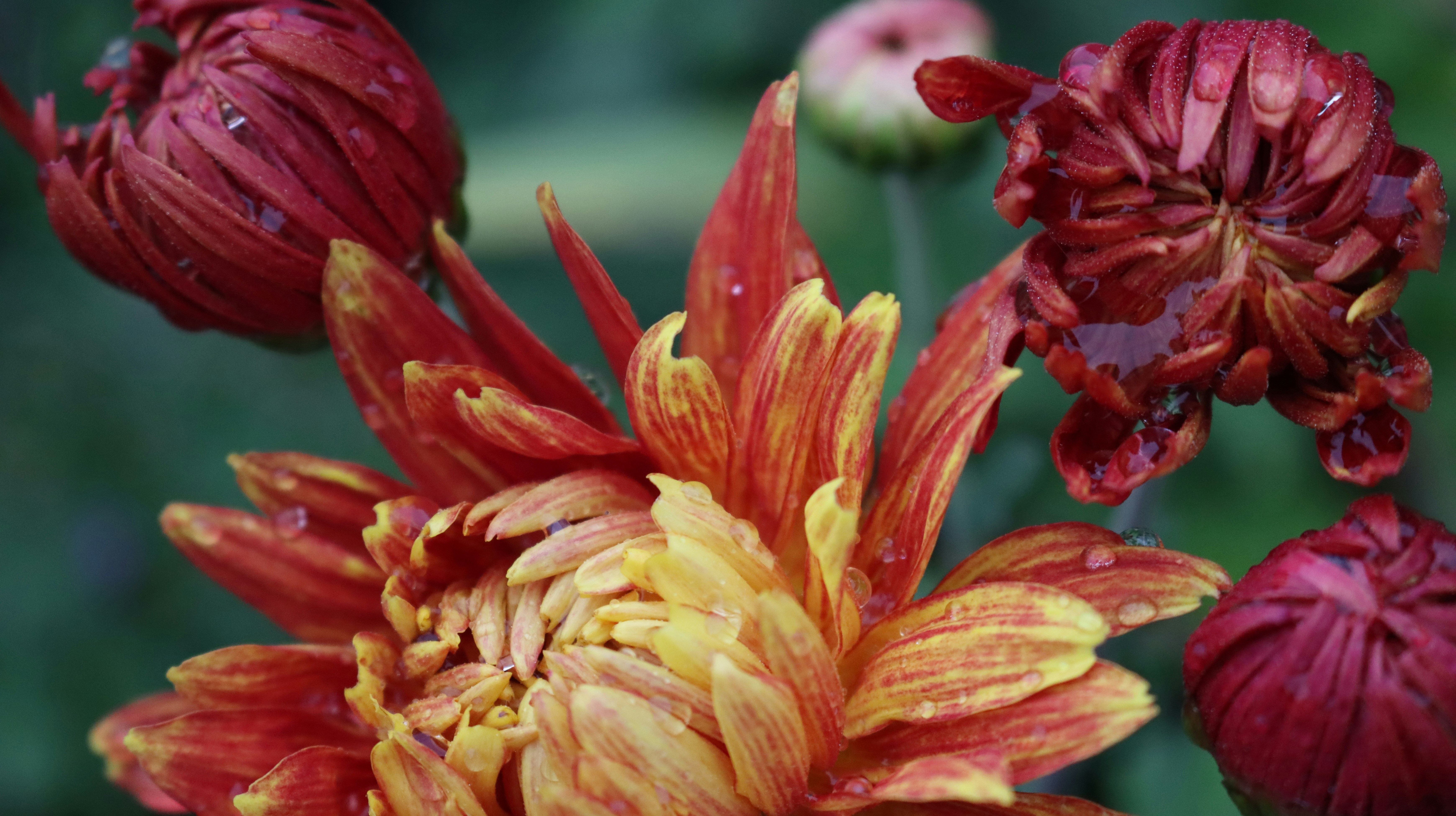 Crimson Petal Burst: A Radiant Kaleidoscope of Chrysanthemums
