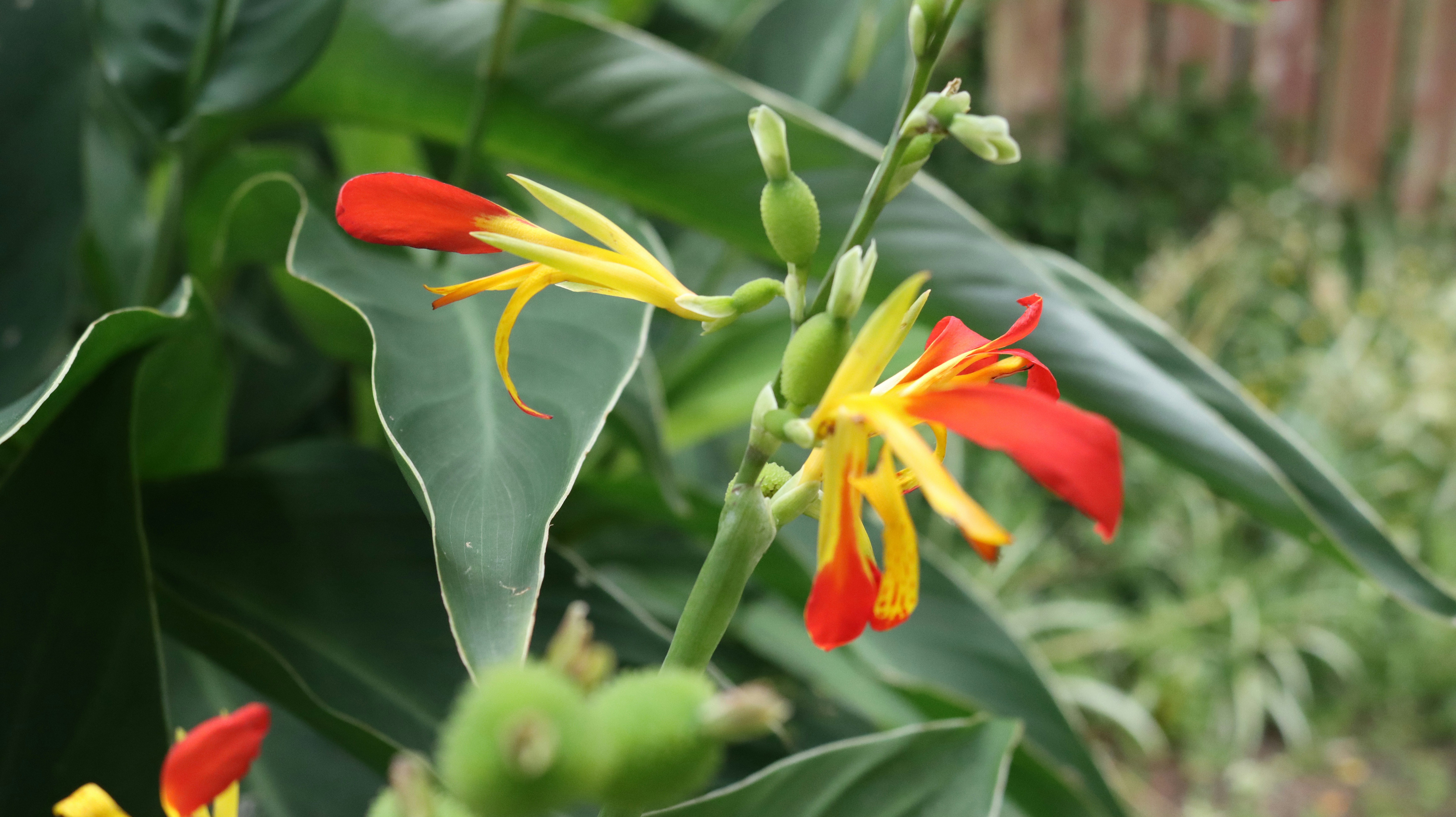 Crimson and yellow orchid blossoms unfurling amid glossy green leaves