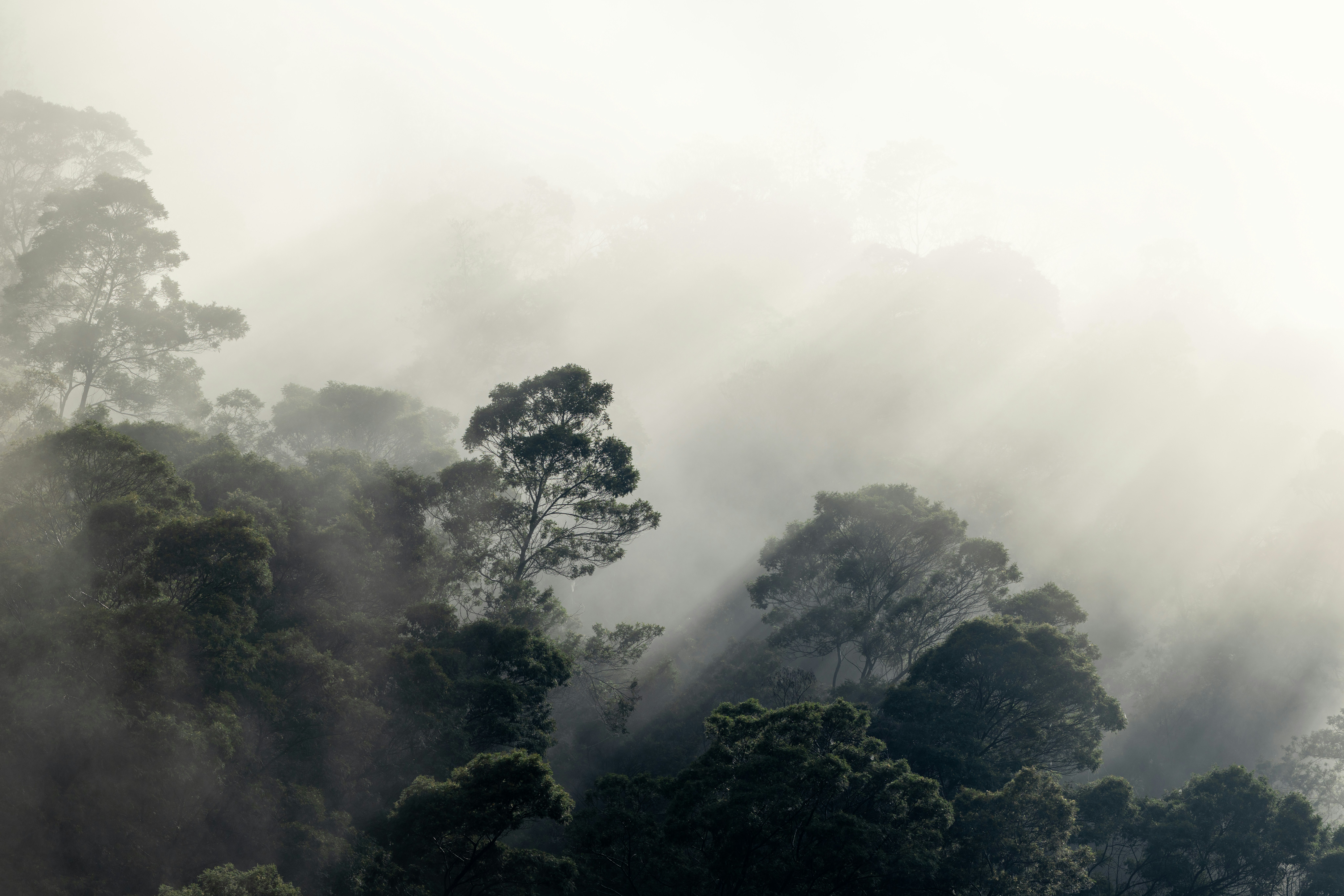 Rising Mist Over Silhouetted Pines
