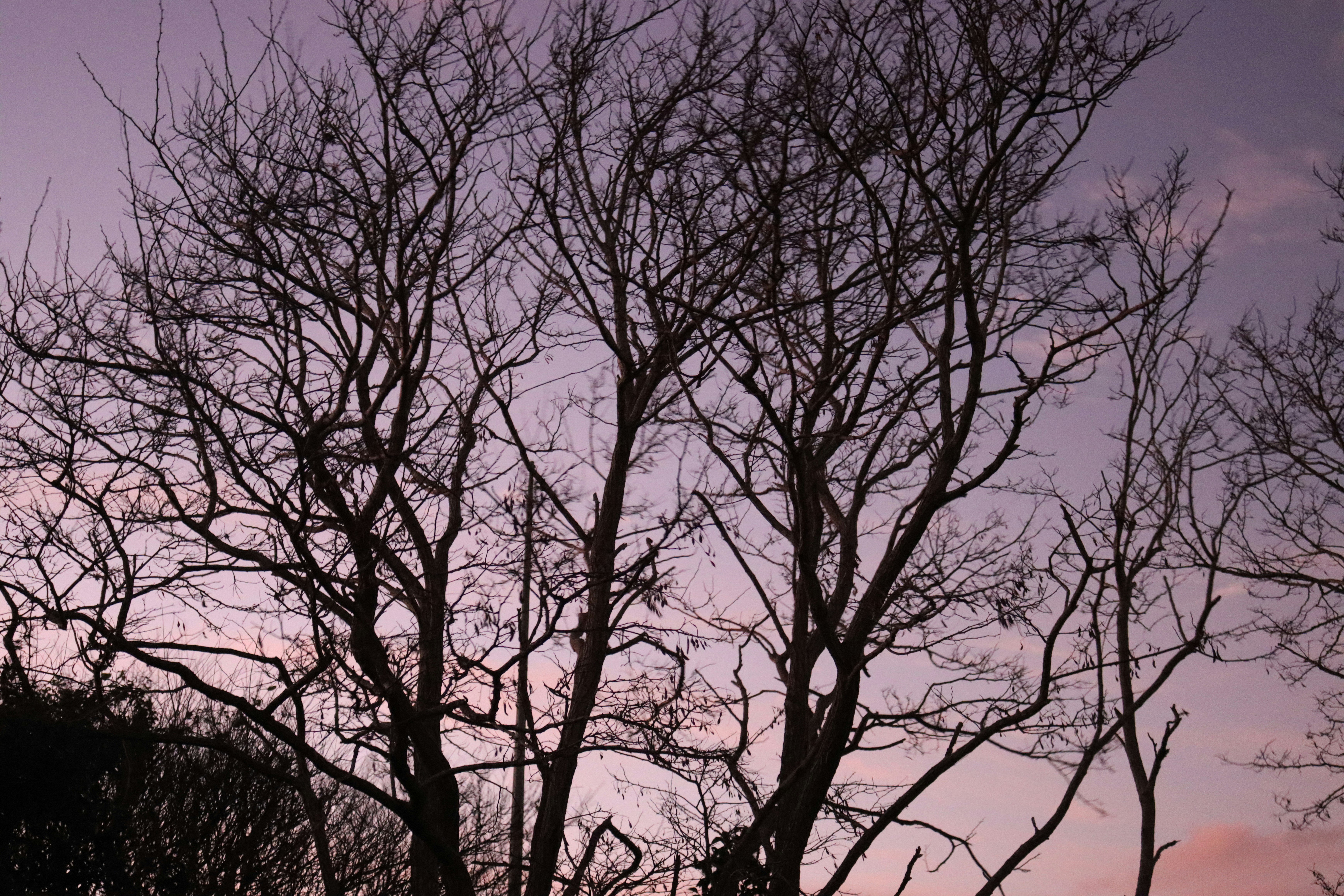Silhouetted Winter Trees at Sunset