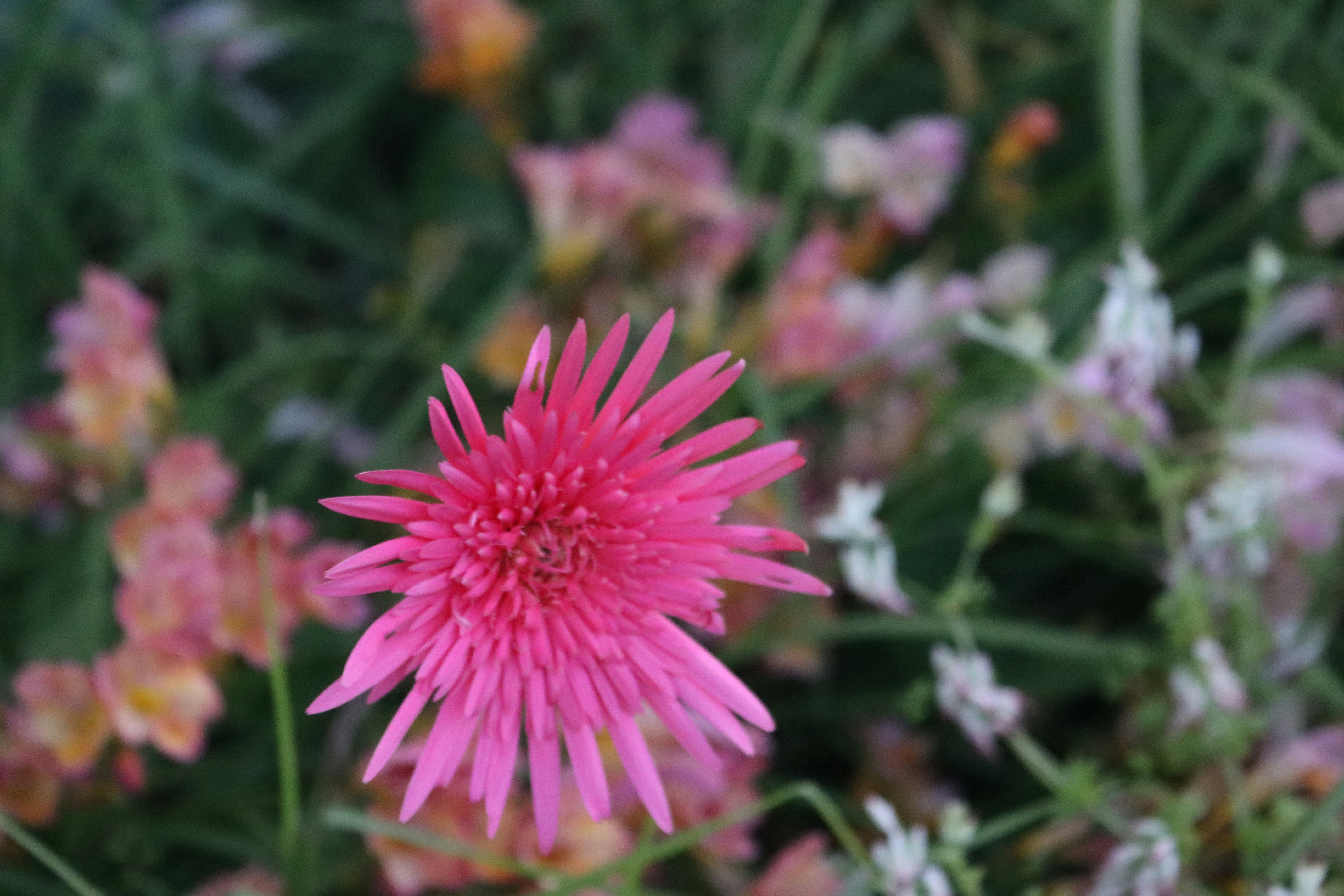 Vivid Pink Daisy Crown Among Soft Garden Blushes