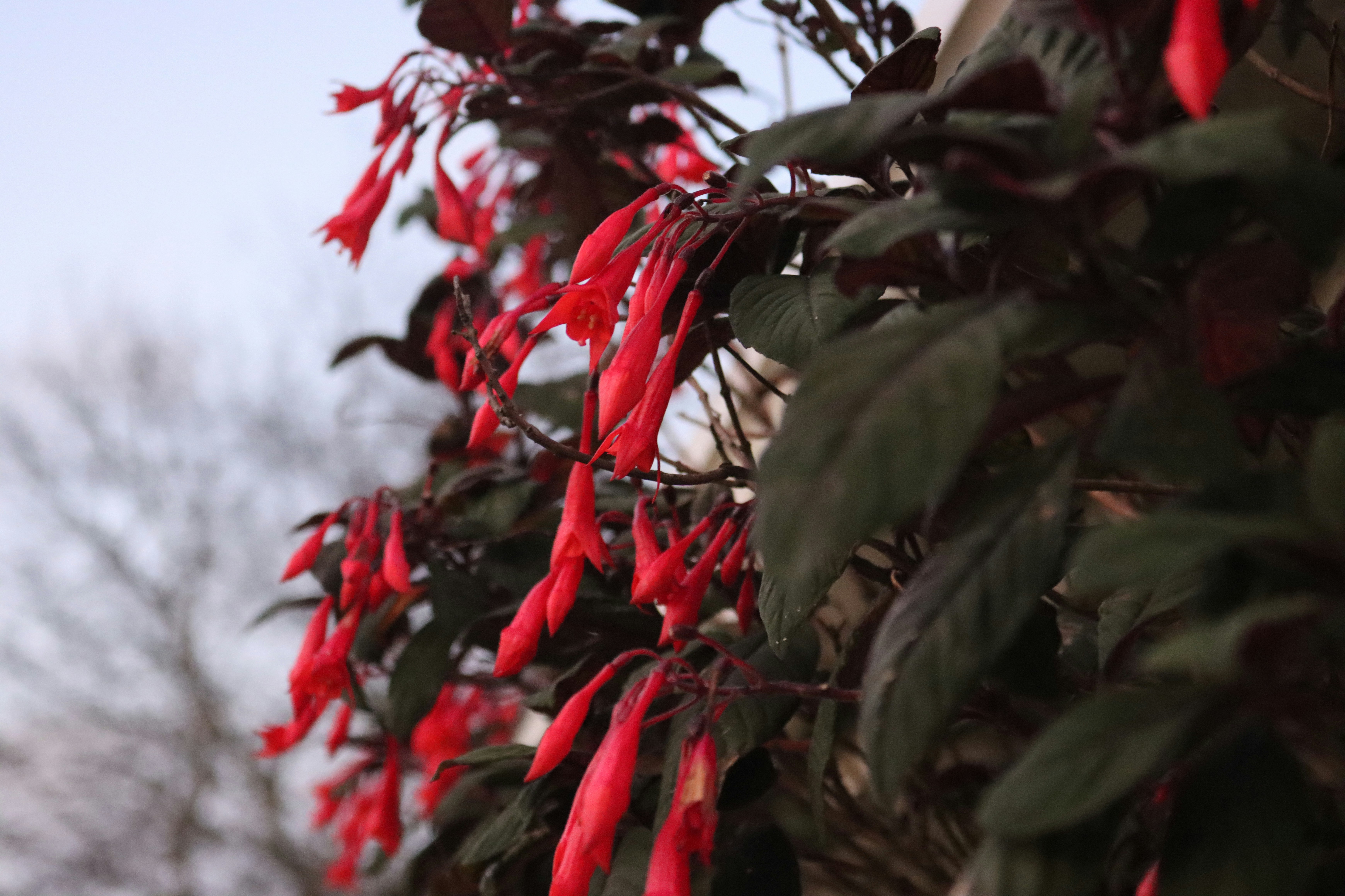 Cluster of red tubular flowers with dark green leaves against a pale, blurred background; composition emphasizes the vibrant bloom in the foreground. This is a natural close-up photograph featuring plant life.