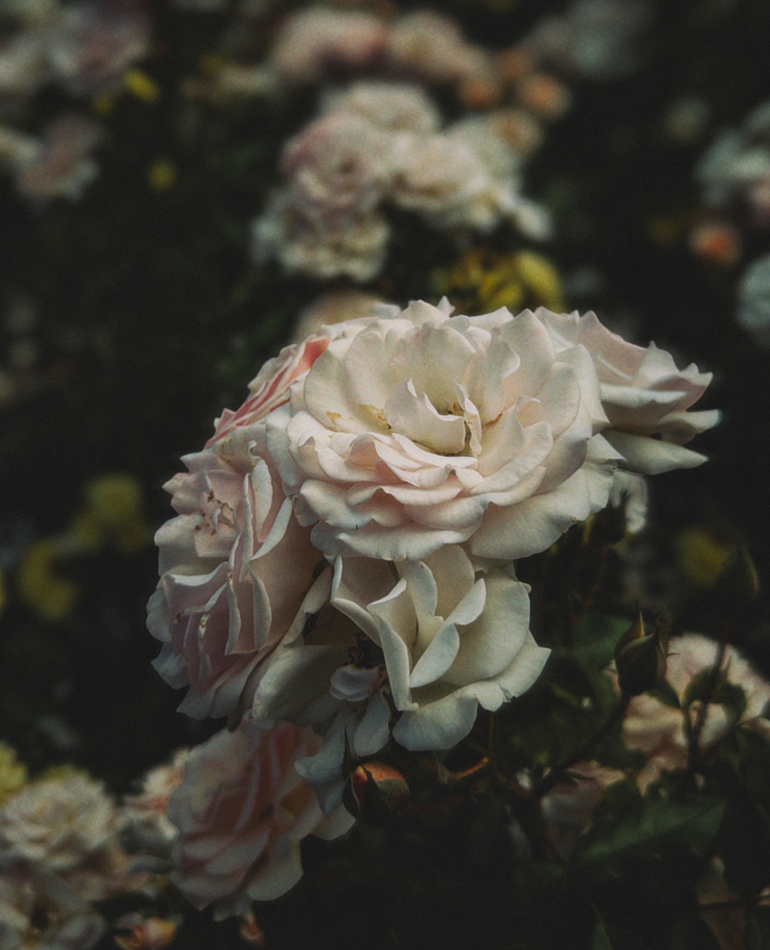 Muted Blush Rose in a Dim Garden