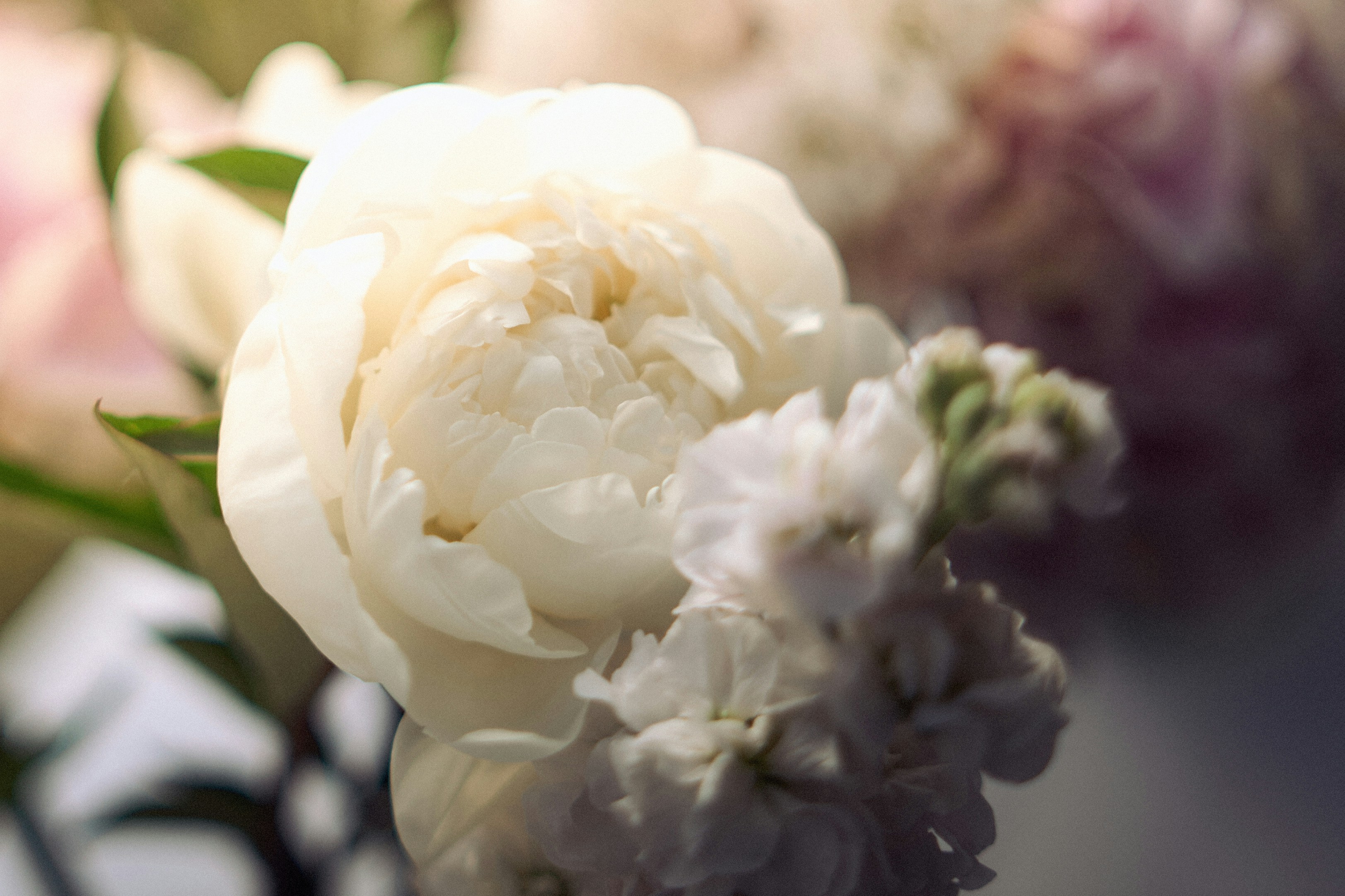 White peony bloom with soft pastel florals in the background