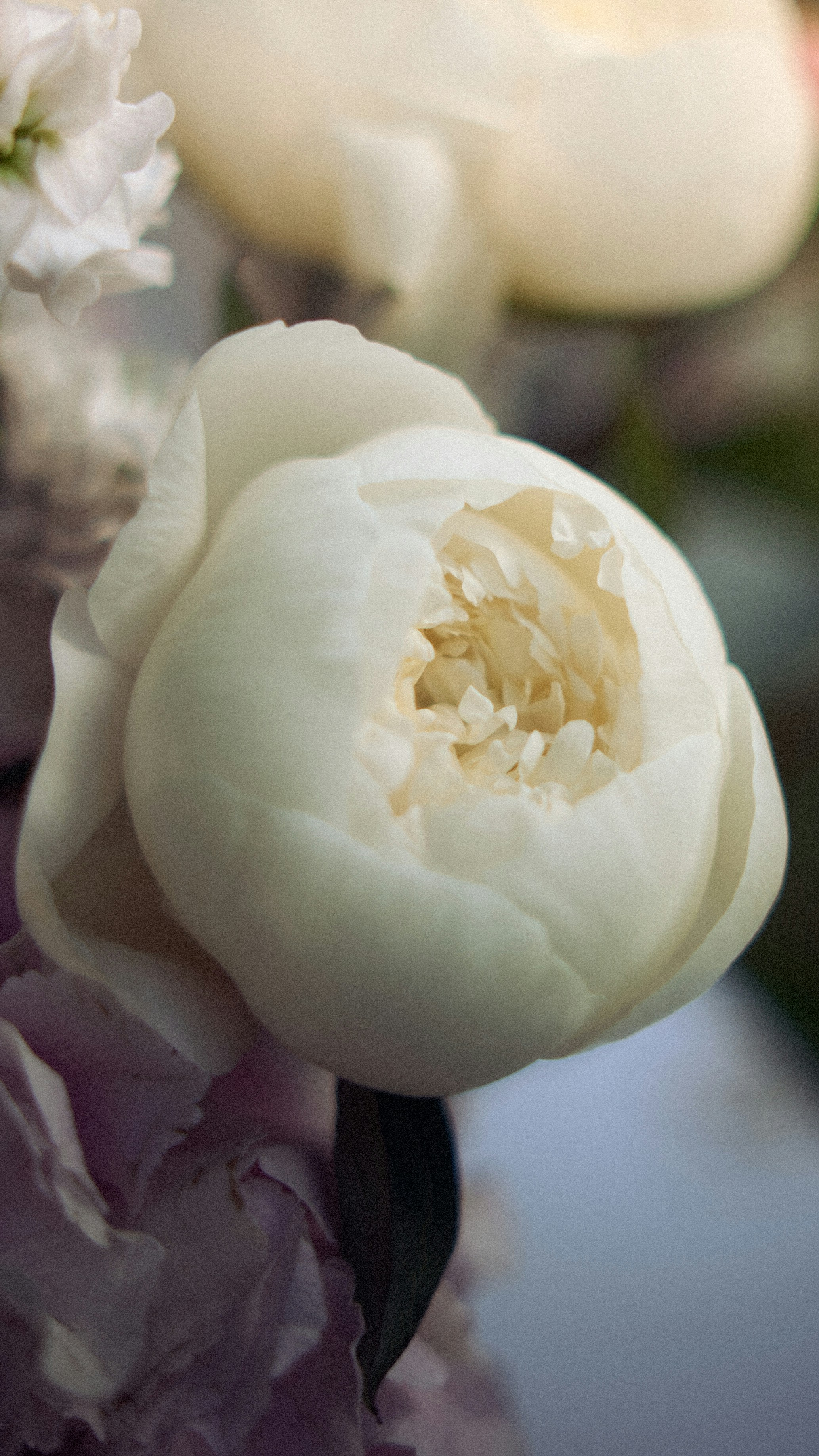White Peony in Soft Focus: Centered Bloom Amid Gentle Blur