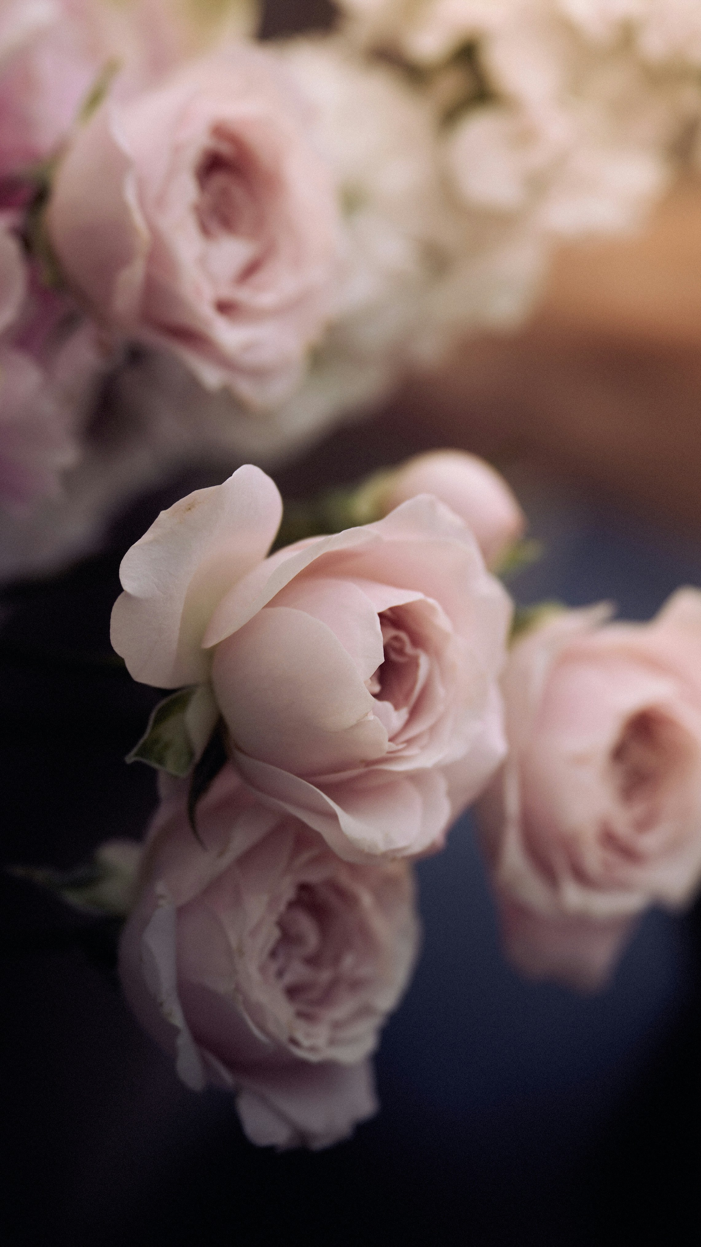 Soft Petal Focus: A Close-Up of Blushing Roses