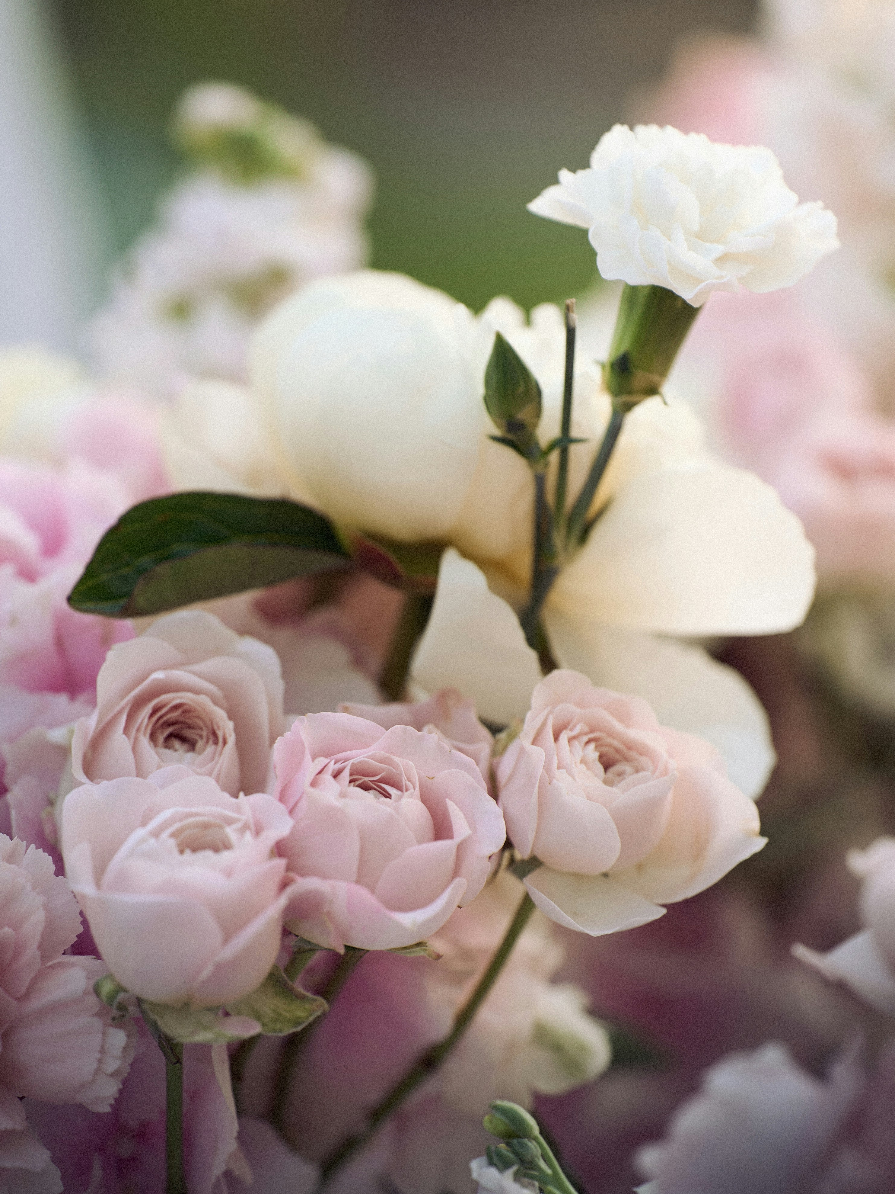 Petal Chorus: A Soft Bouquet of Blush and Ivory in Spring Light