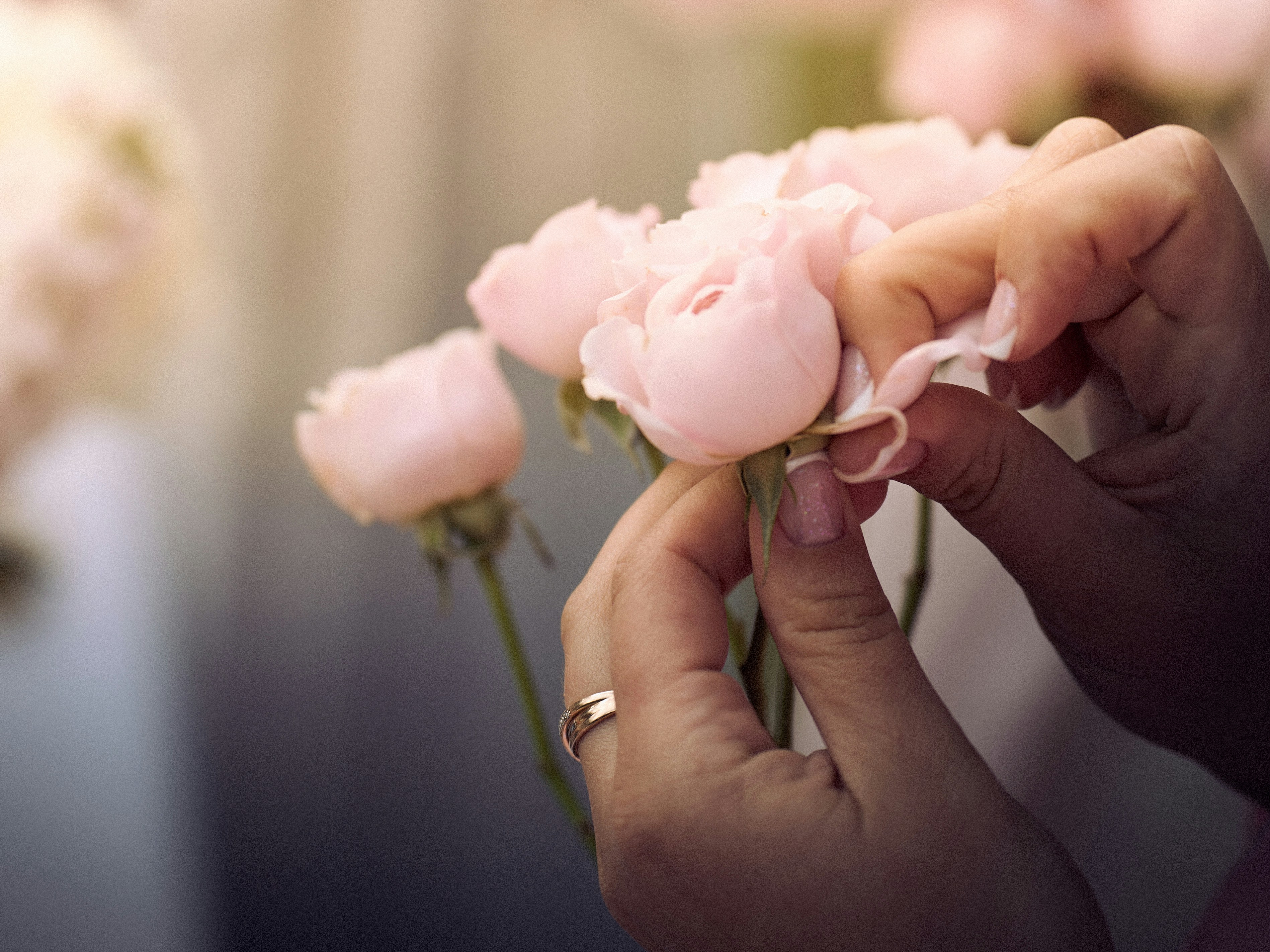 Gentle Hands, Soft Blooms: A Delicate Moment with Pink Roses