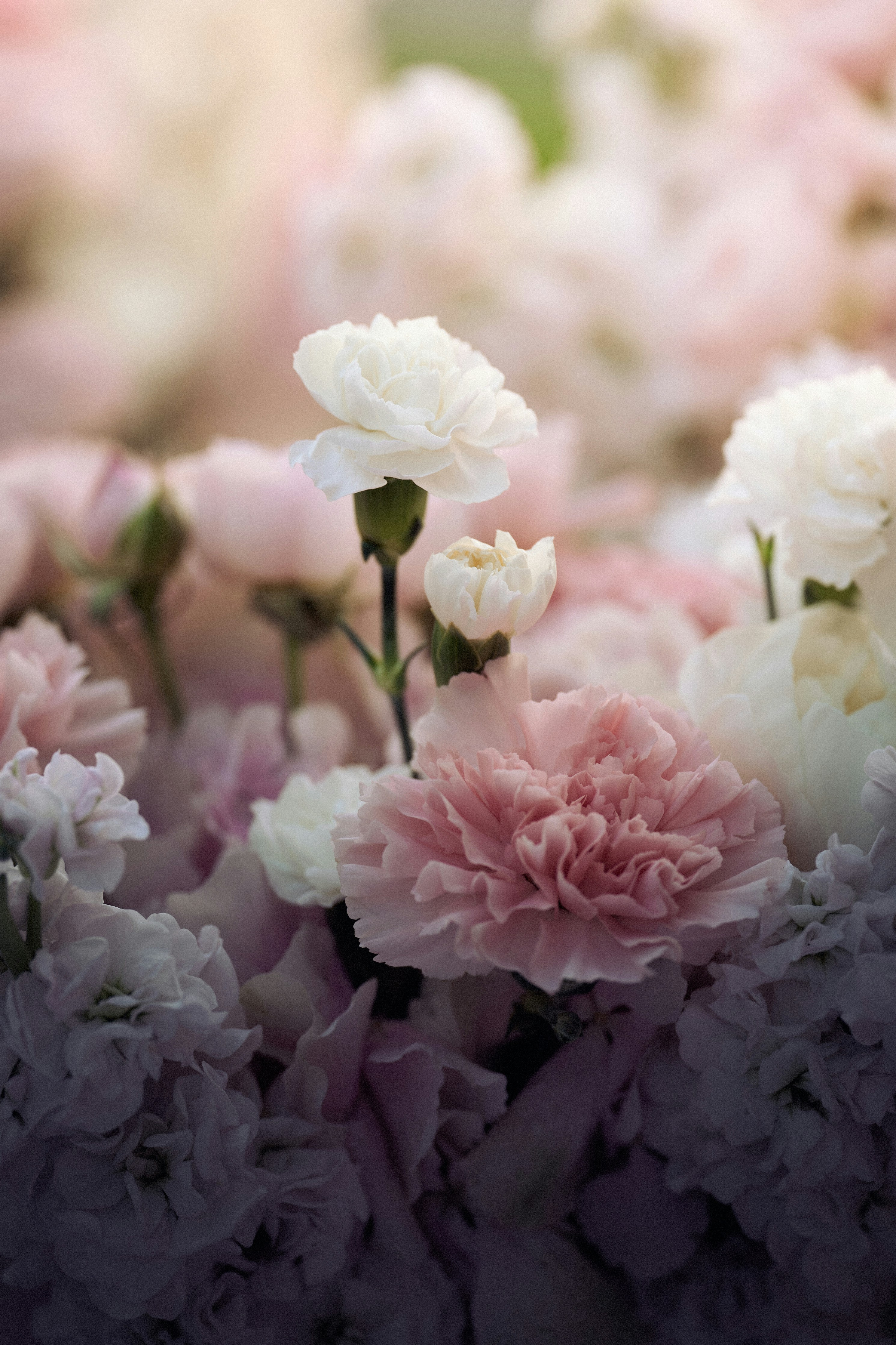 Soft Carnations in Pastel Bloom Field