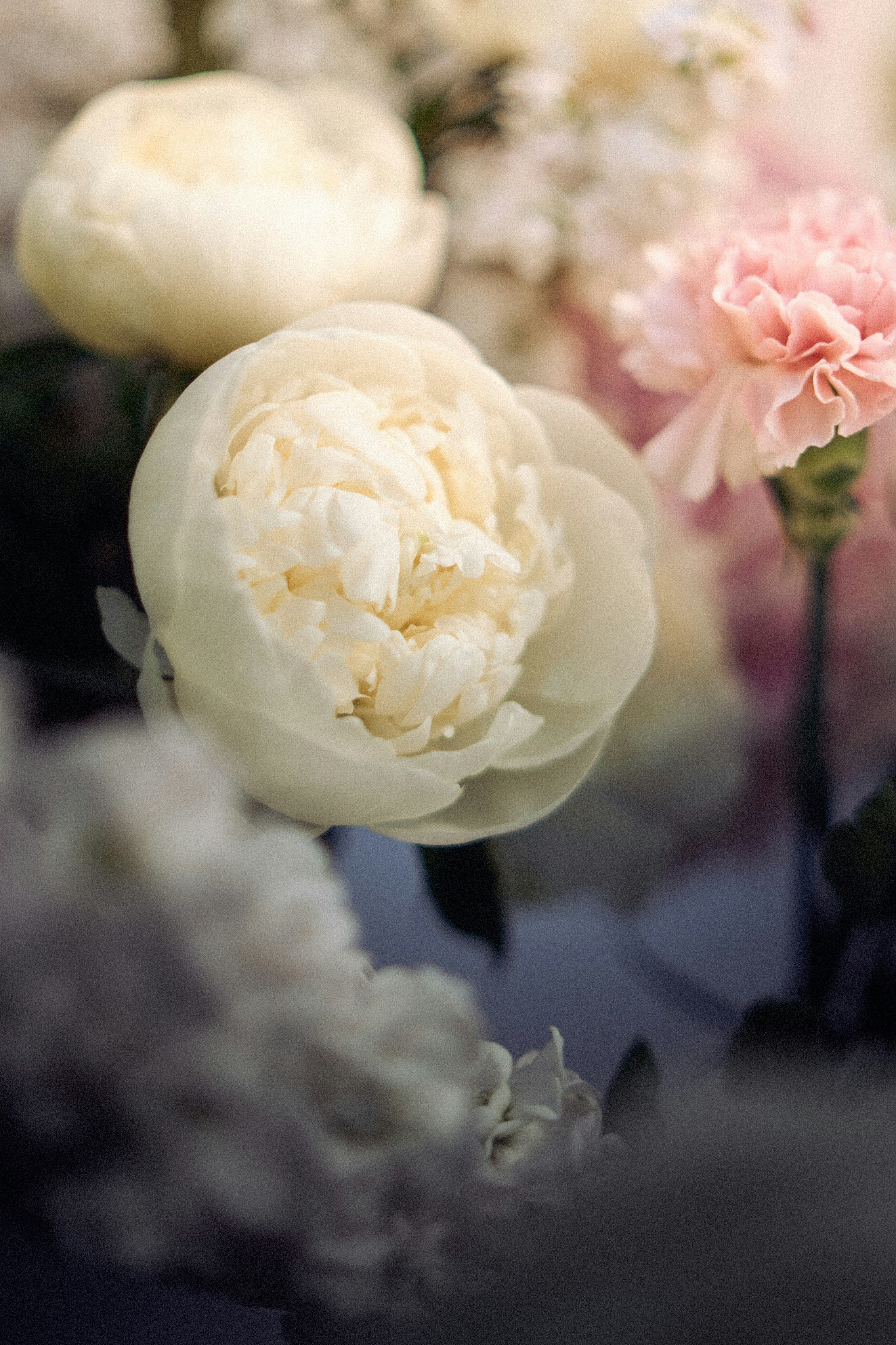 Centerpiece Cream Bloom: A Close-Up of Petaled Depth