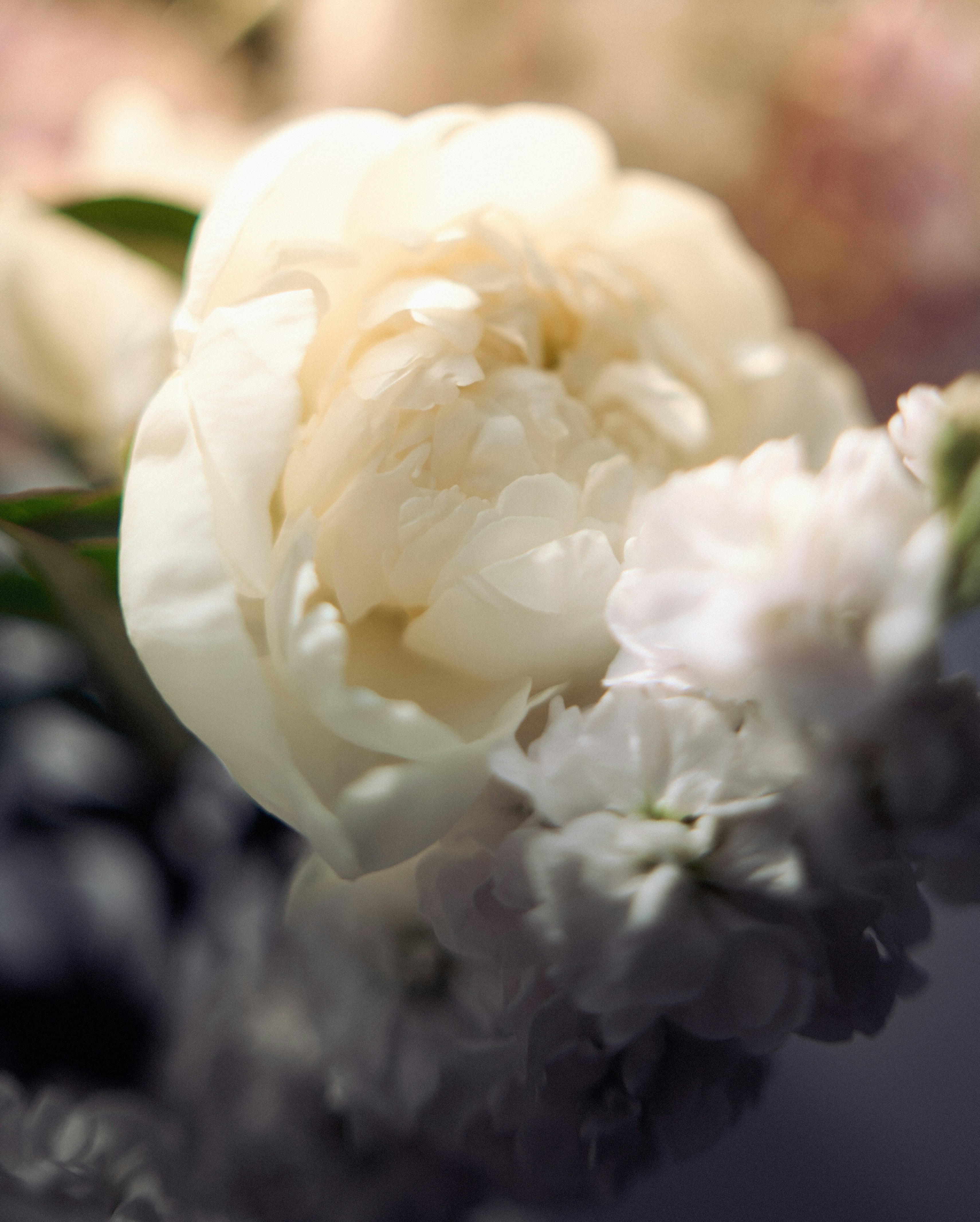 Whisper of Petals: Creamy Peony in Soft Focus