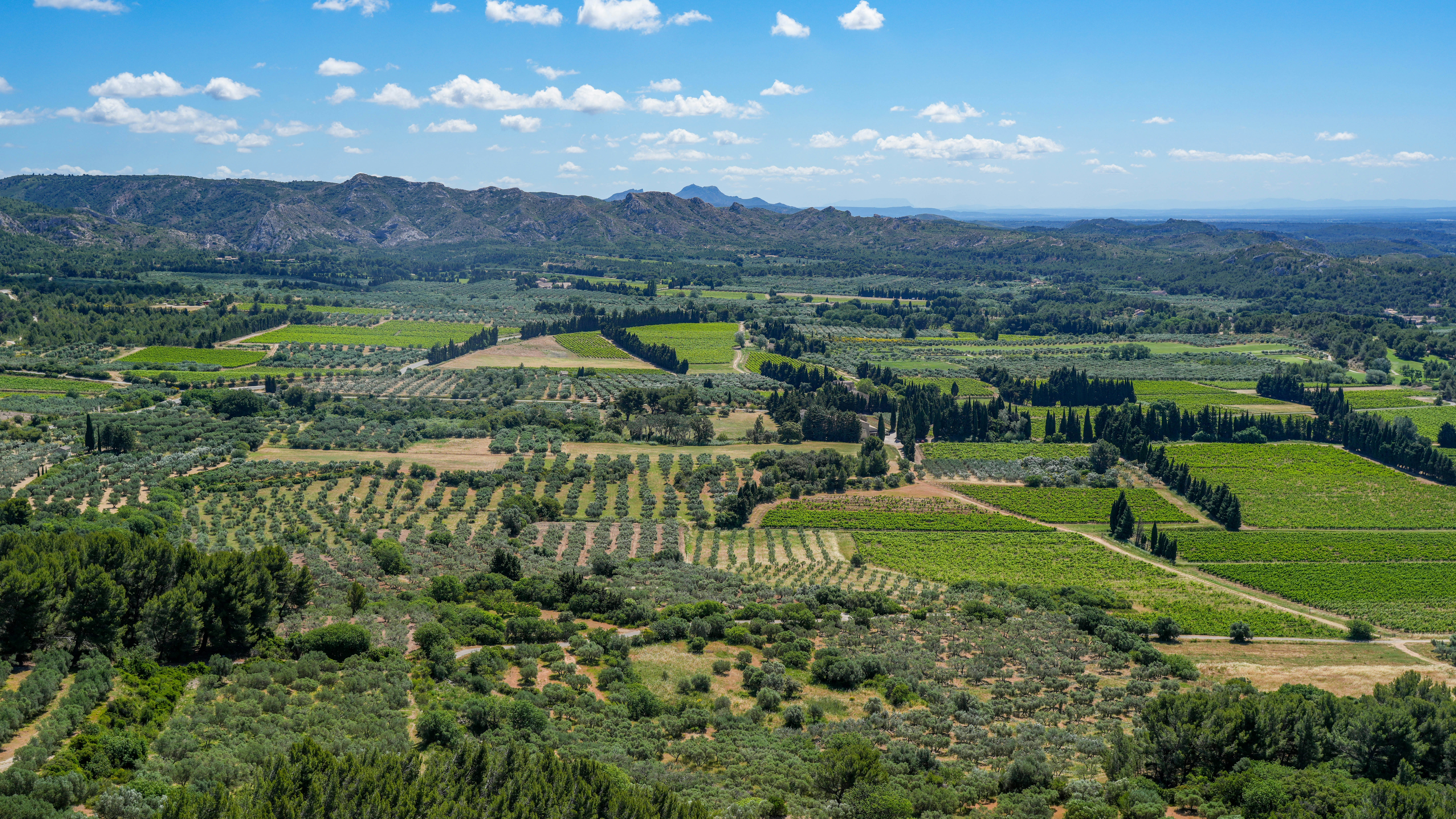 Vineyard Valleys under Aegean Light