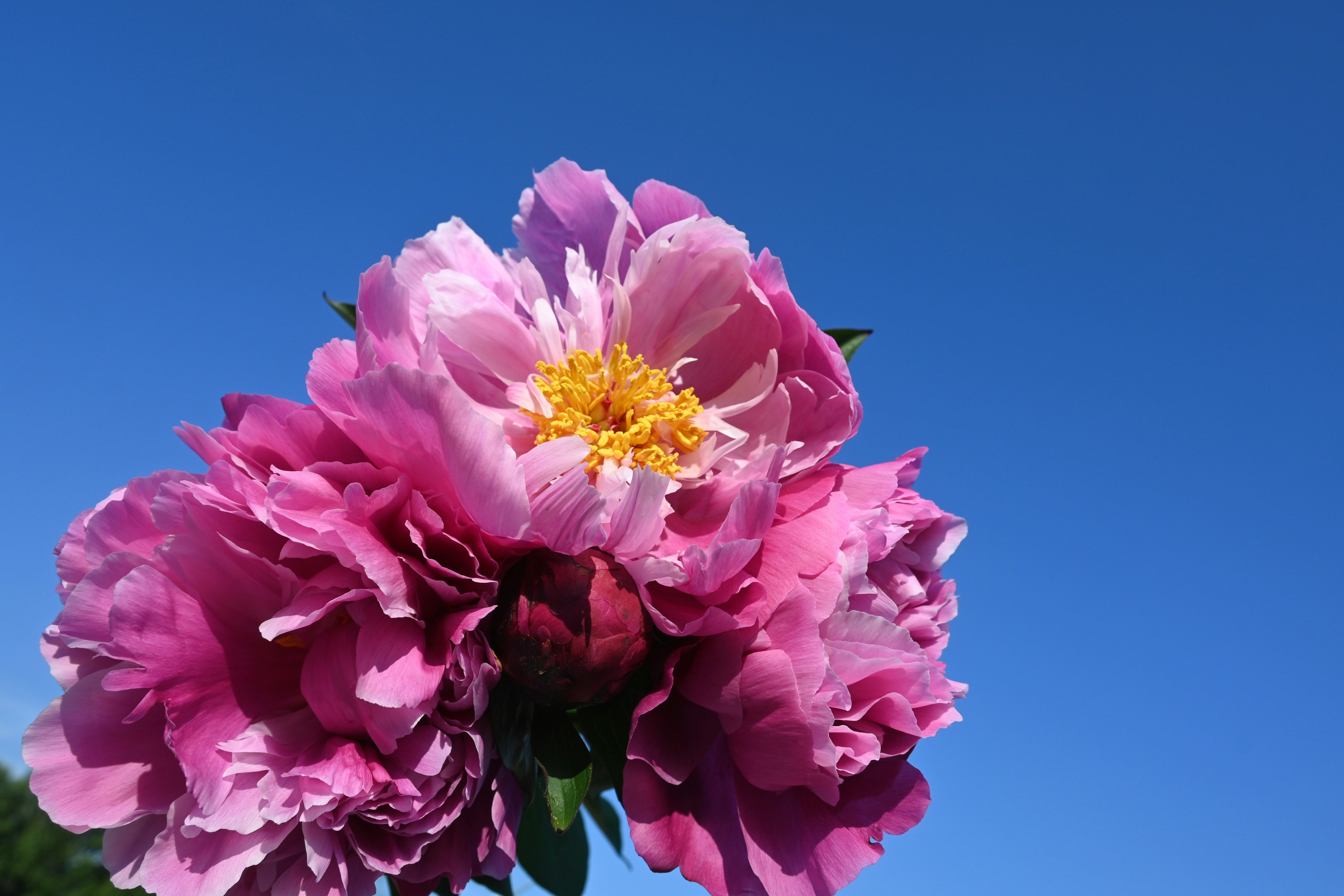 Pink Peony Burst Against Cerulean Sky