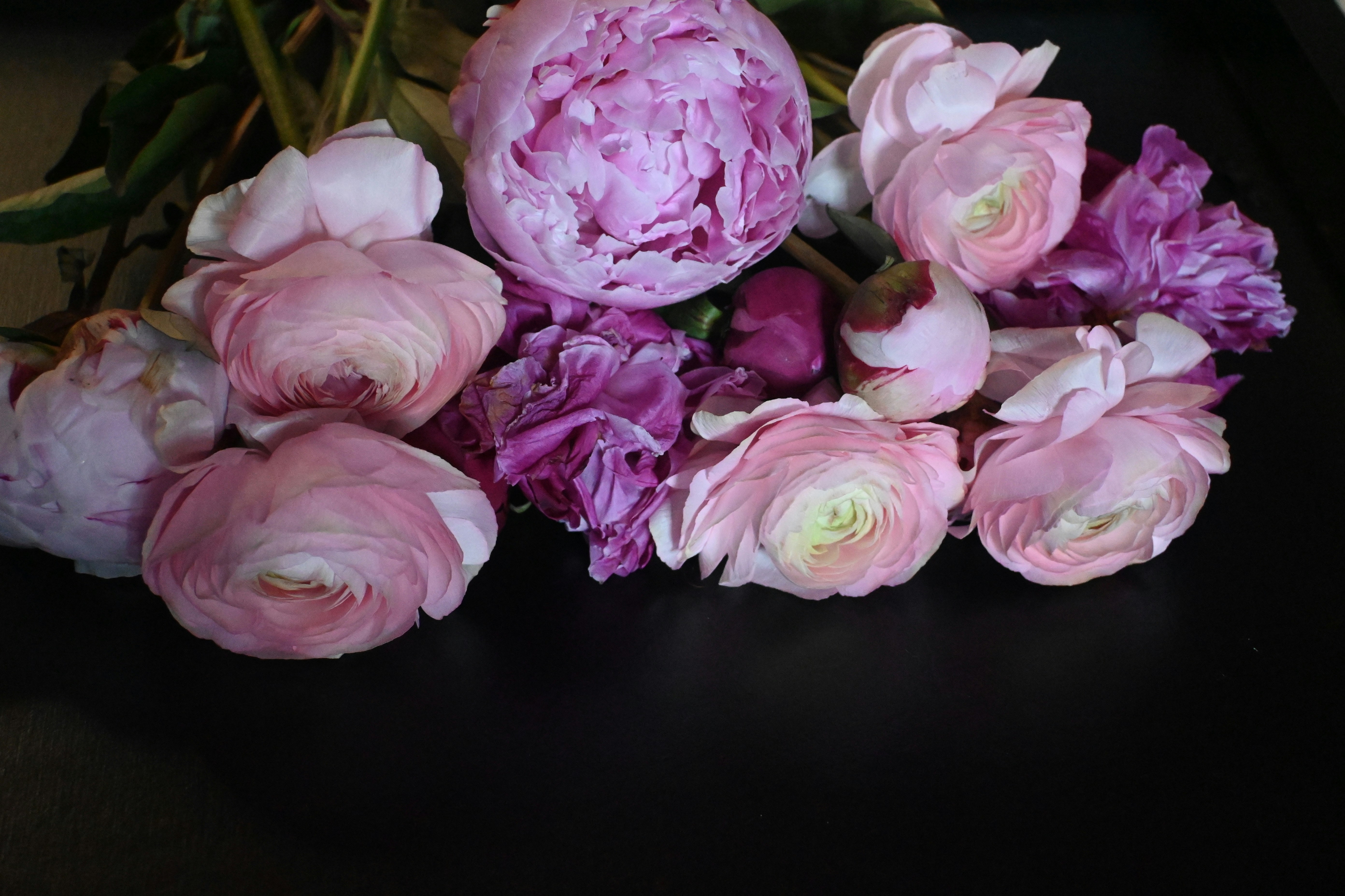 Pink Peony Cluster at Edge of Darkness