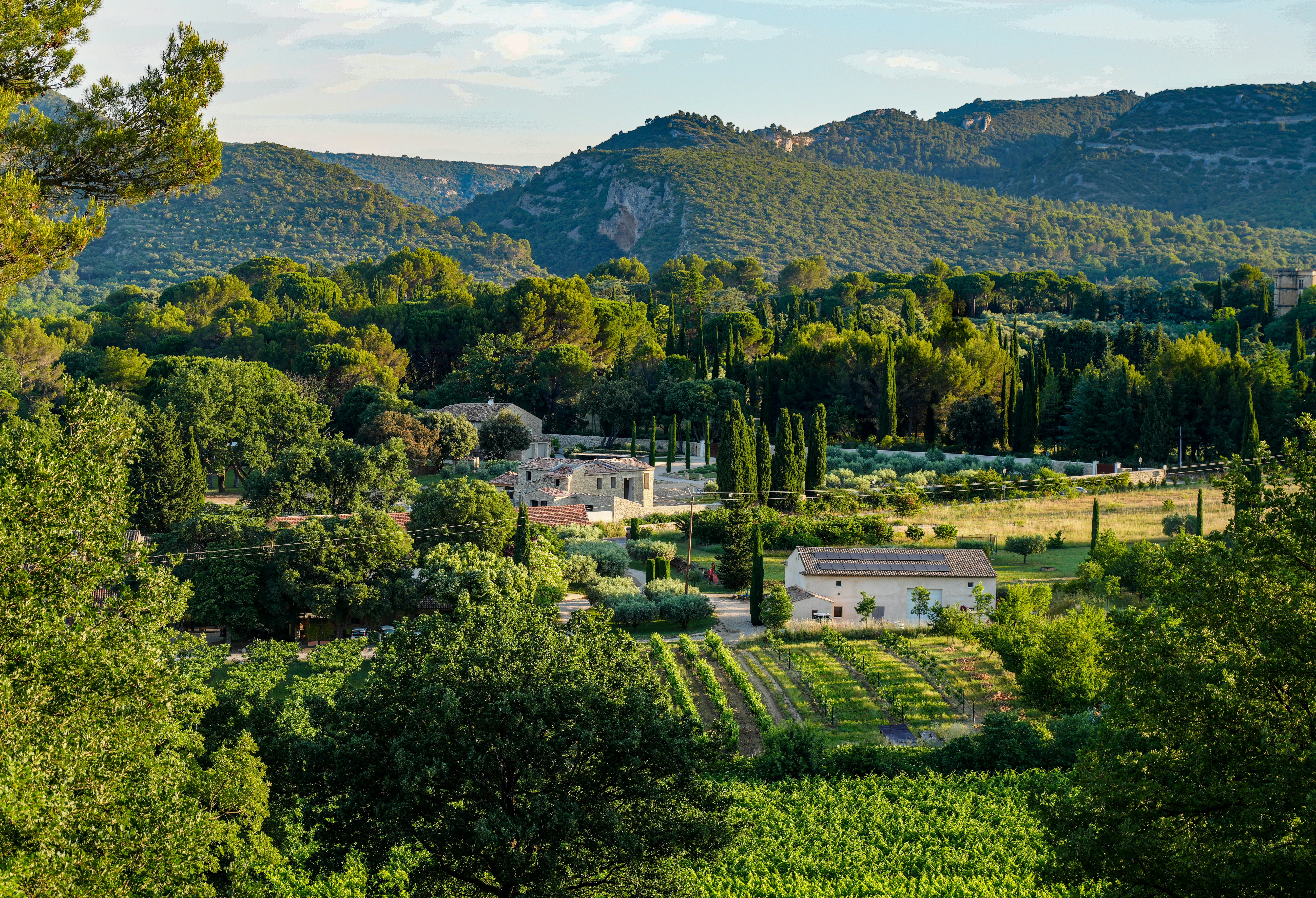 Sunlit Valleys and Olive Trees: A Quiet Agricultural Panorama