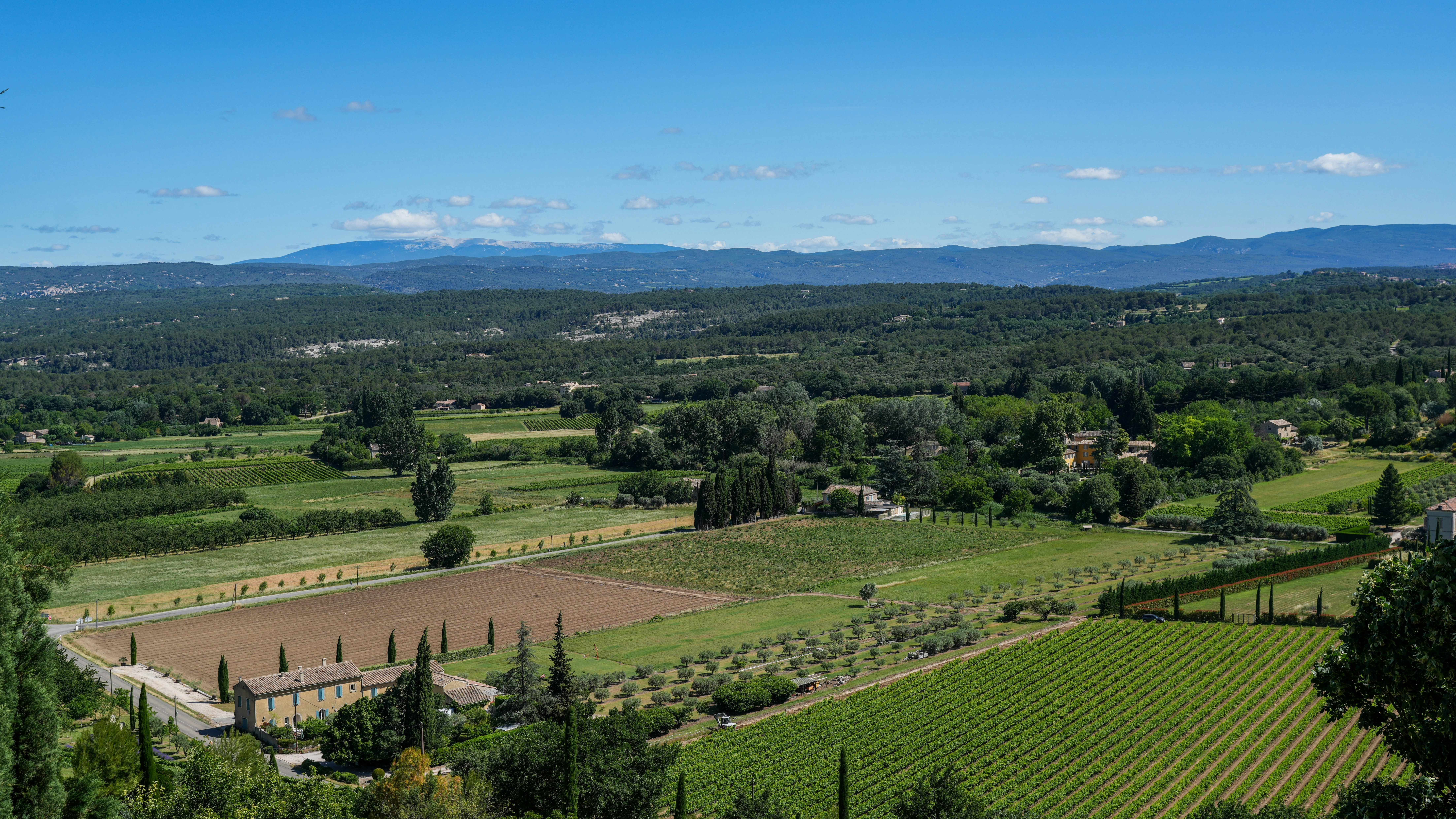 Vineyard Rows Beneath a Verdant Valley