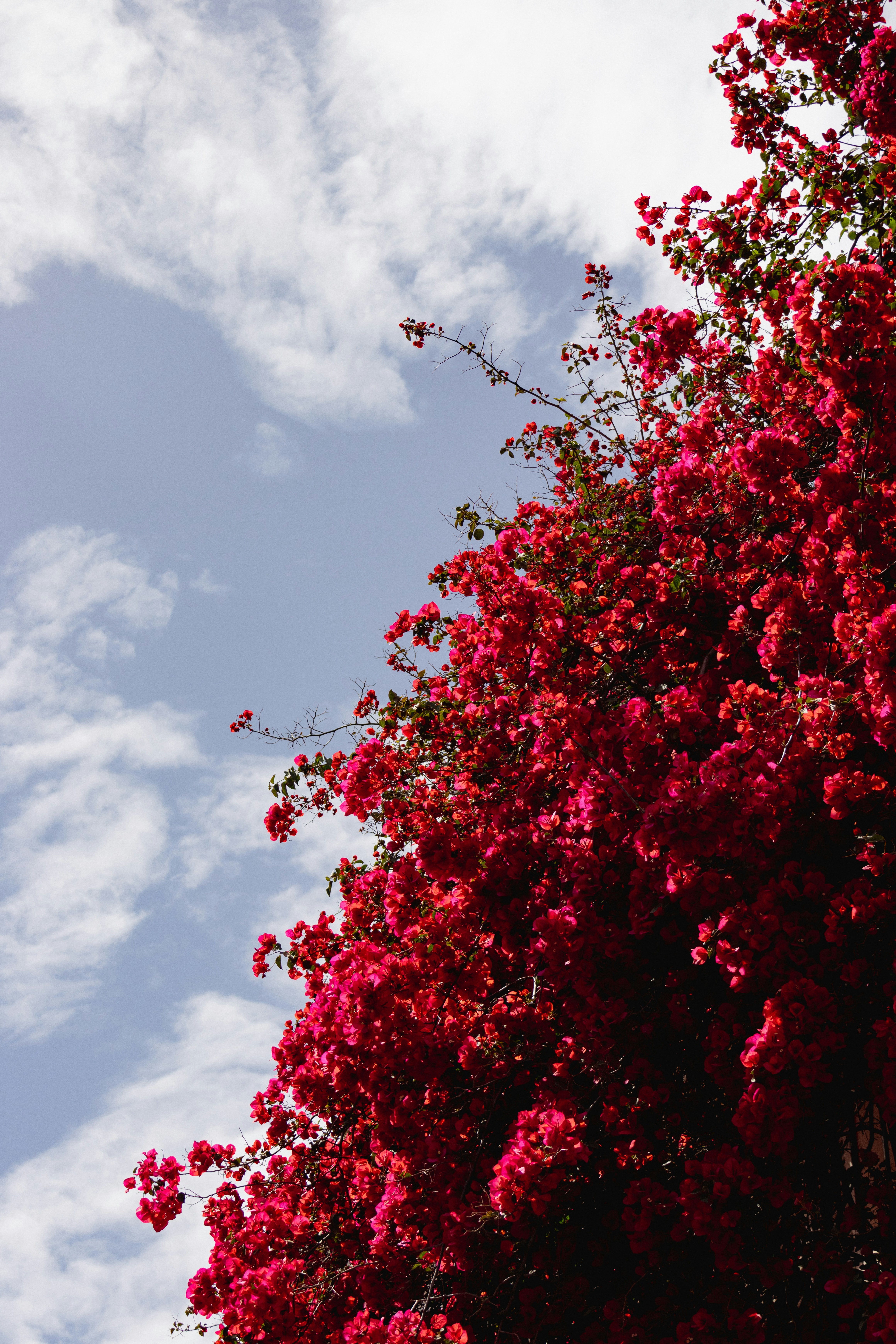 Crimson Bougainvillea Against a Fair-Weather Sky