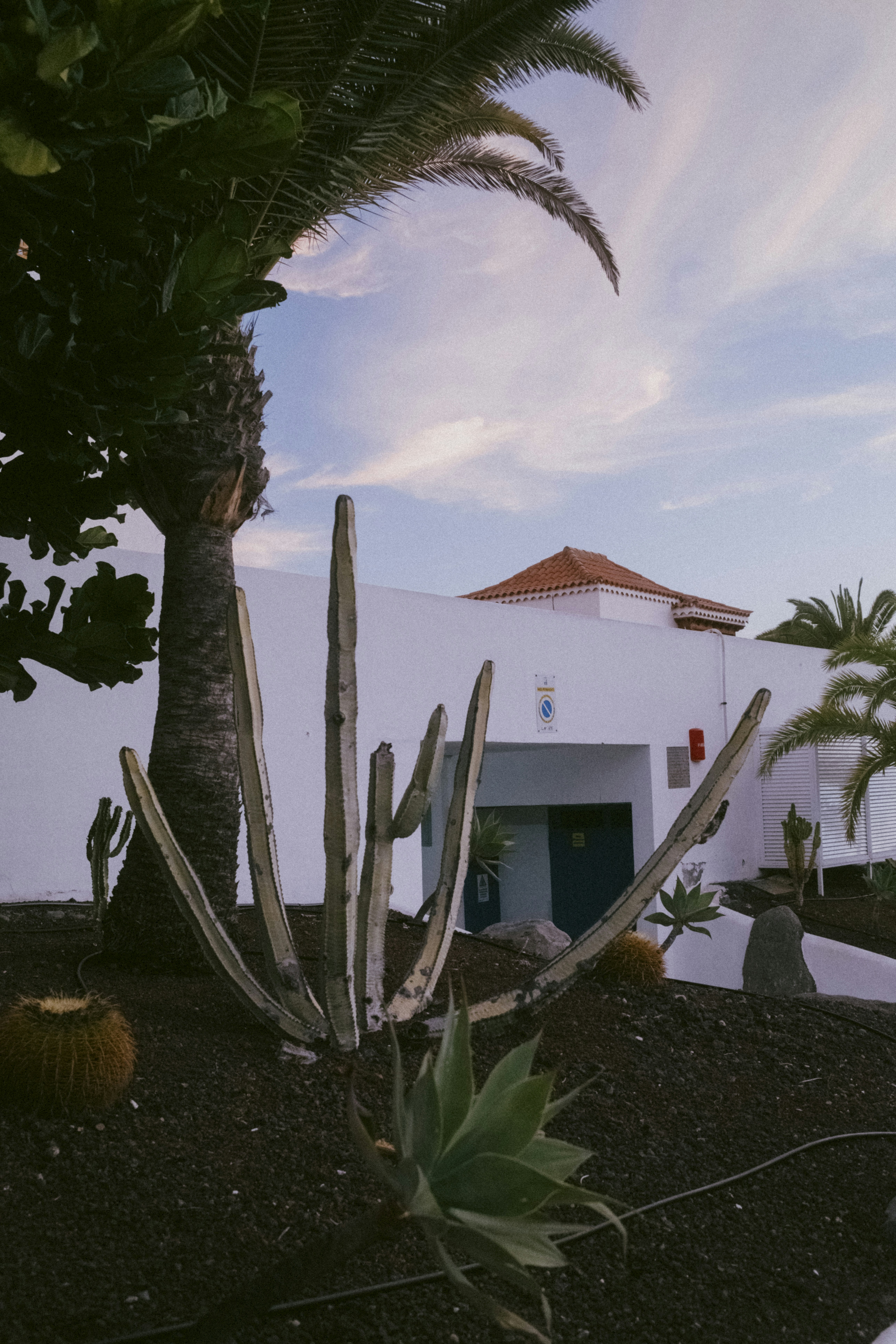 Desert Garden by a White Villa: A Quiet Succulent Moment