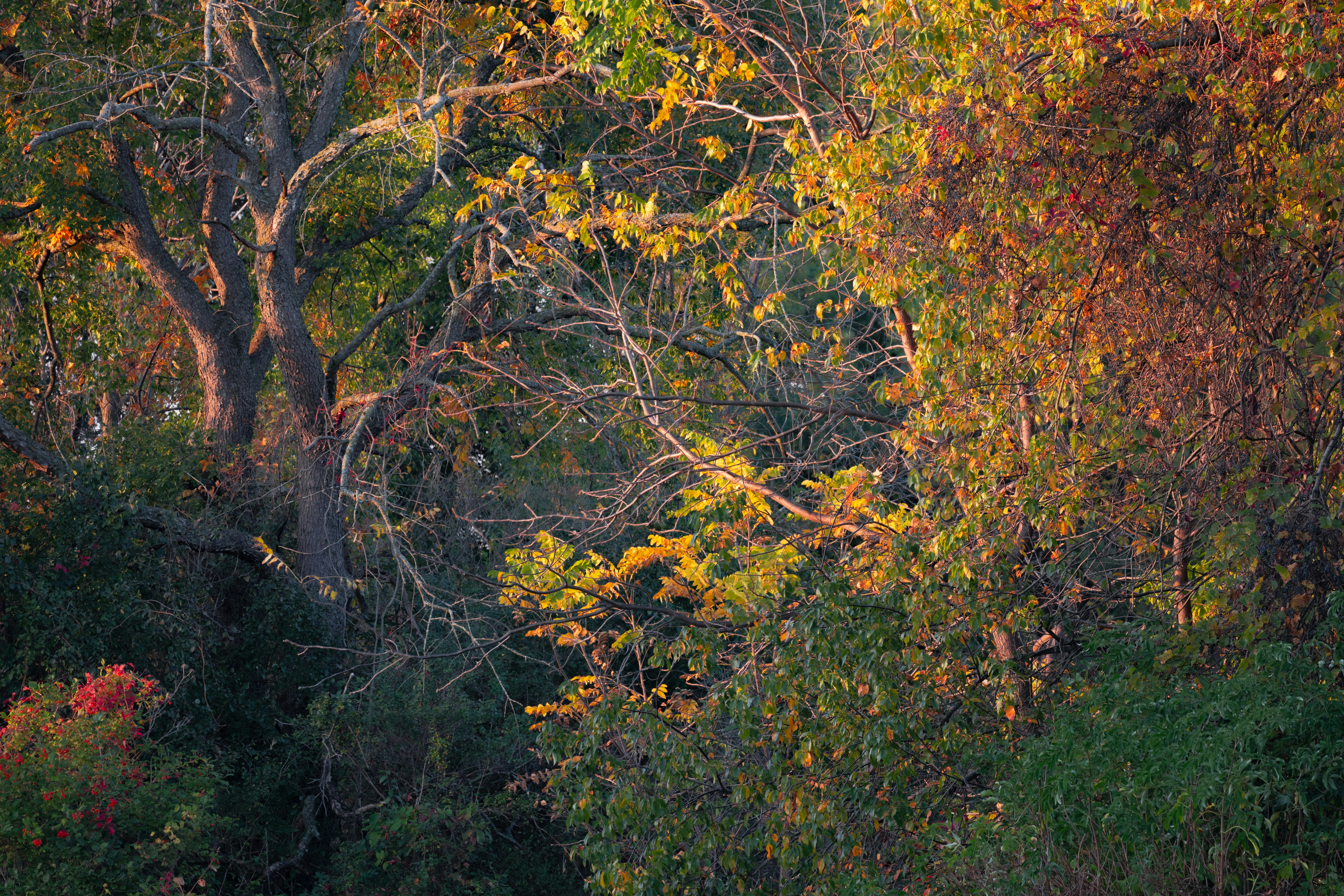Autumn Light Through a Quiet Canopy