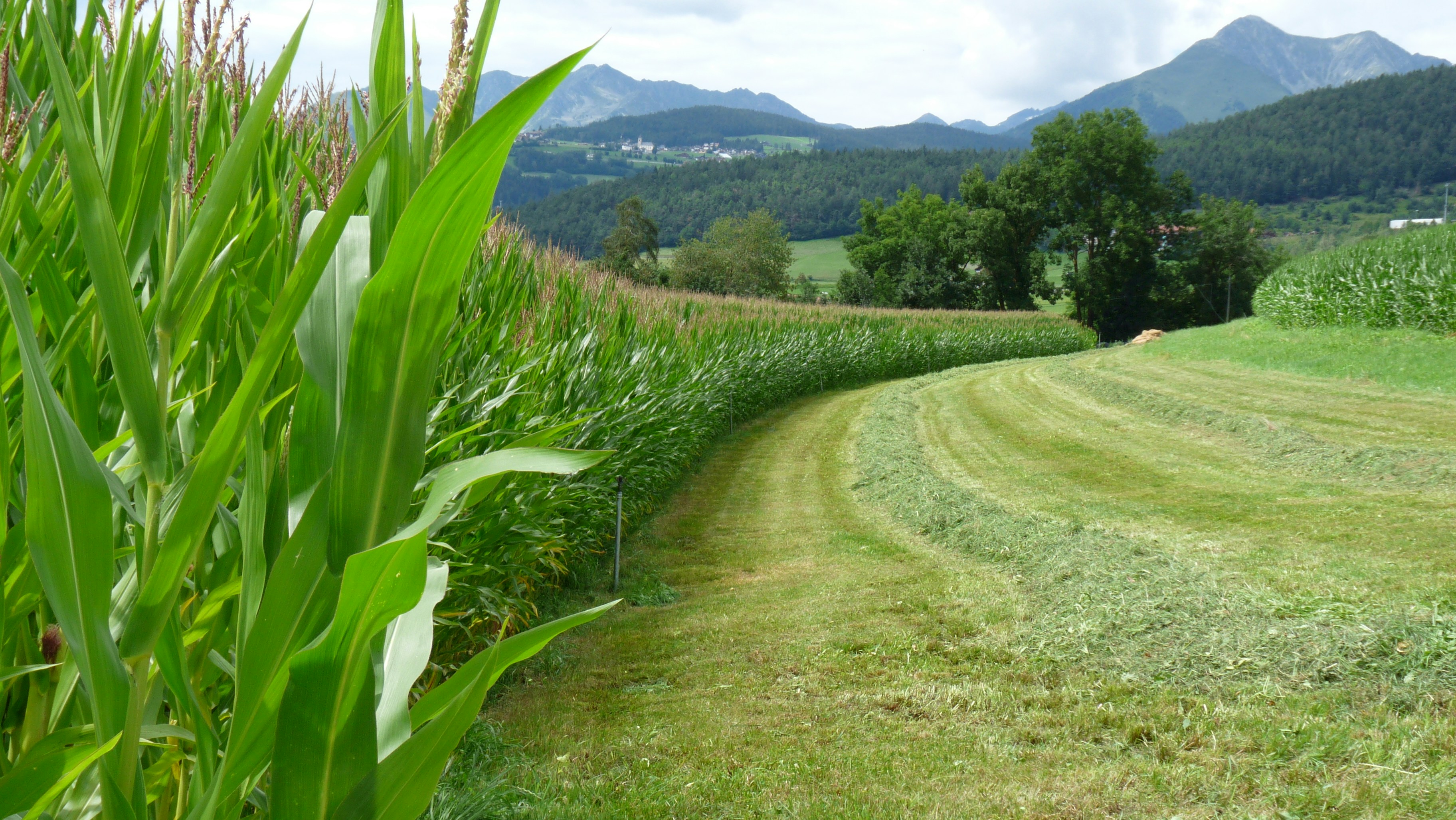 Rows of corn pace the field toward distant hills and blue mountains