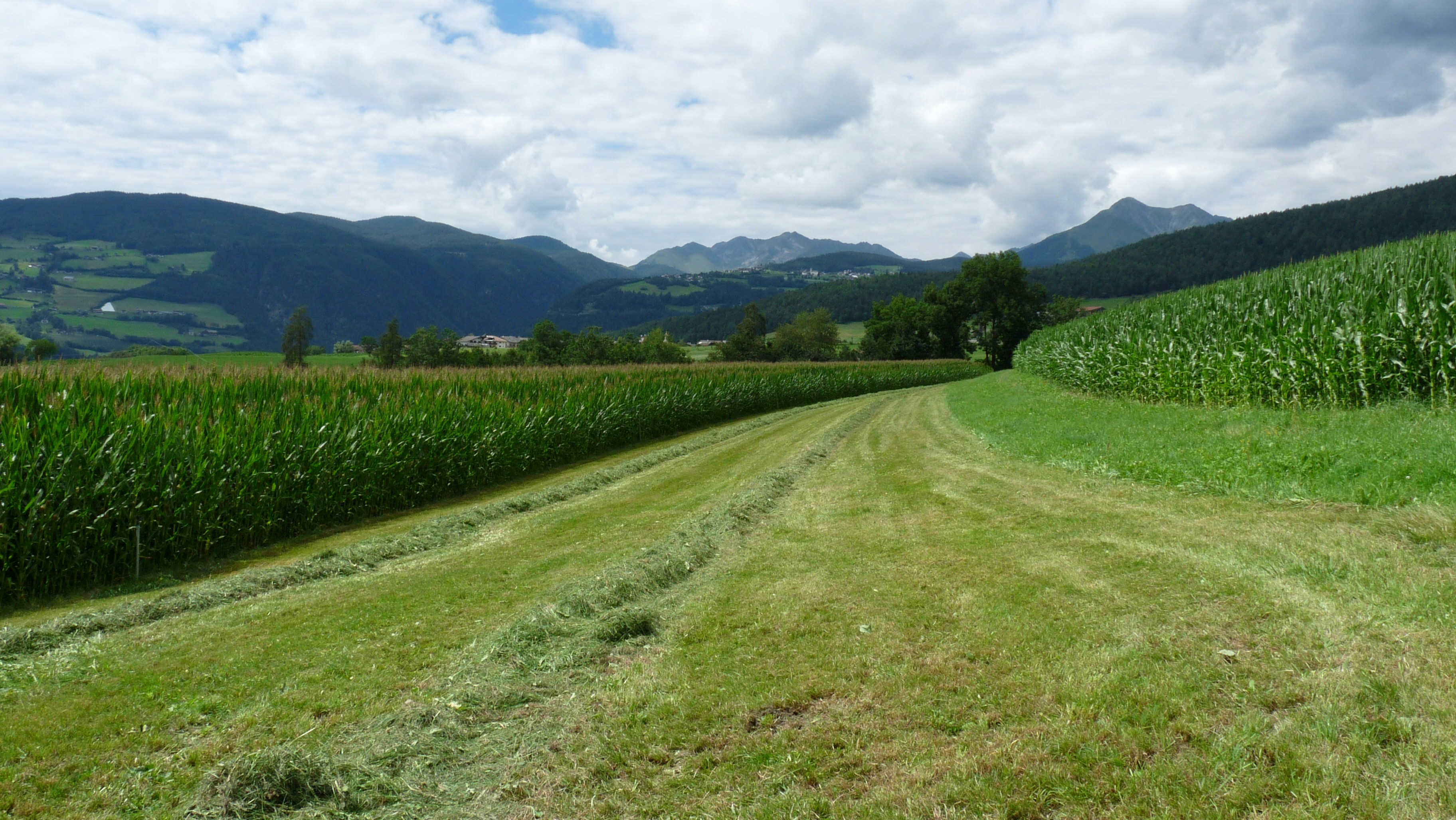 Pastoral Curve: A Green Path Winding Toward Distant Peaks